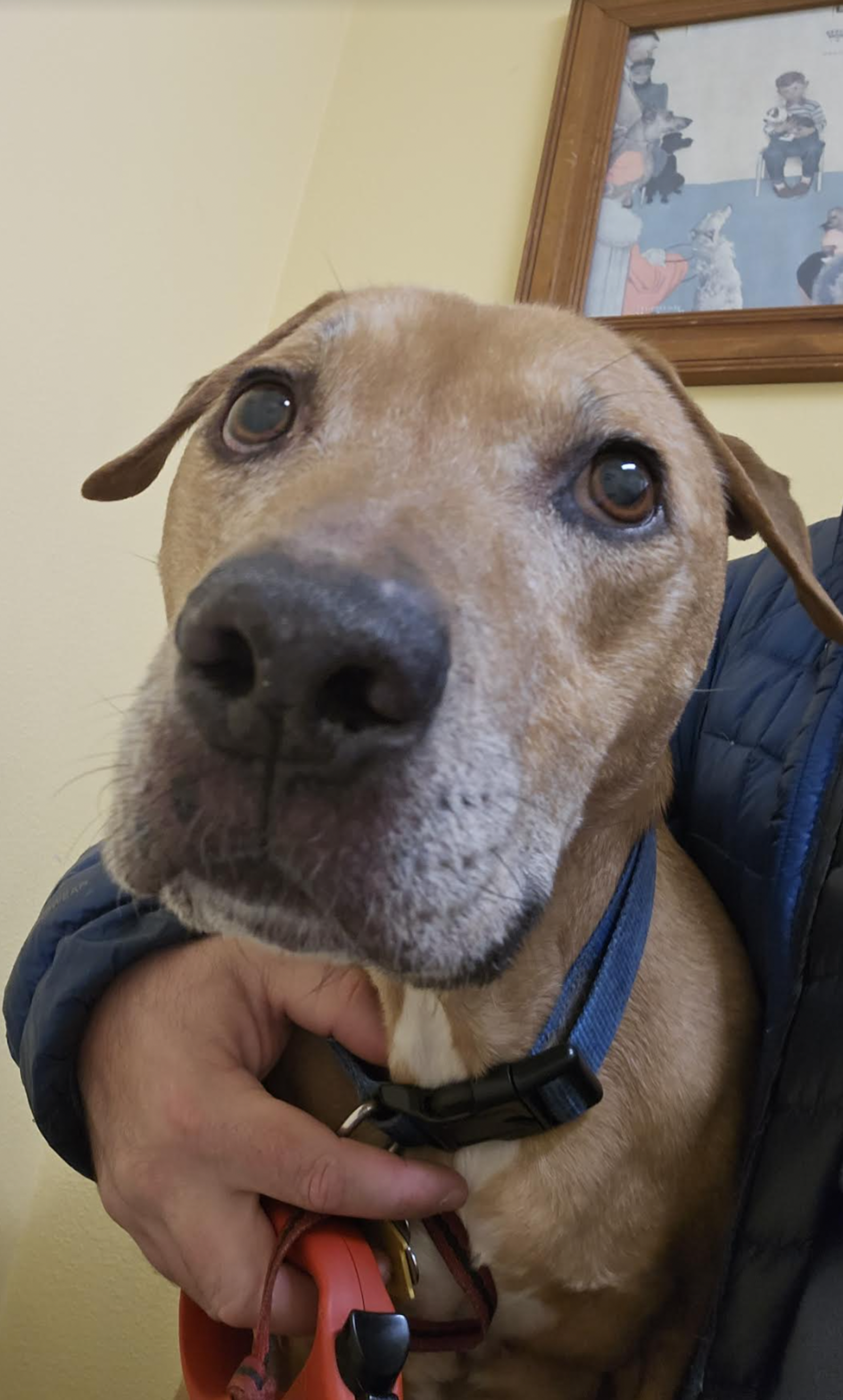 Man Teaches Traumatized Rescue Dog It's Finally OK To Use His Voice ...