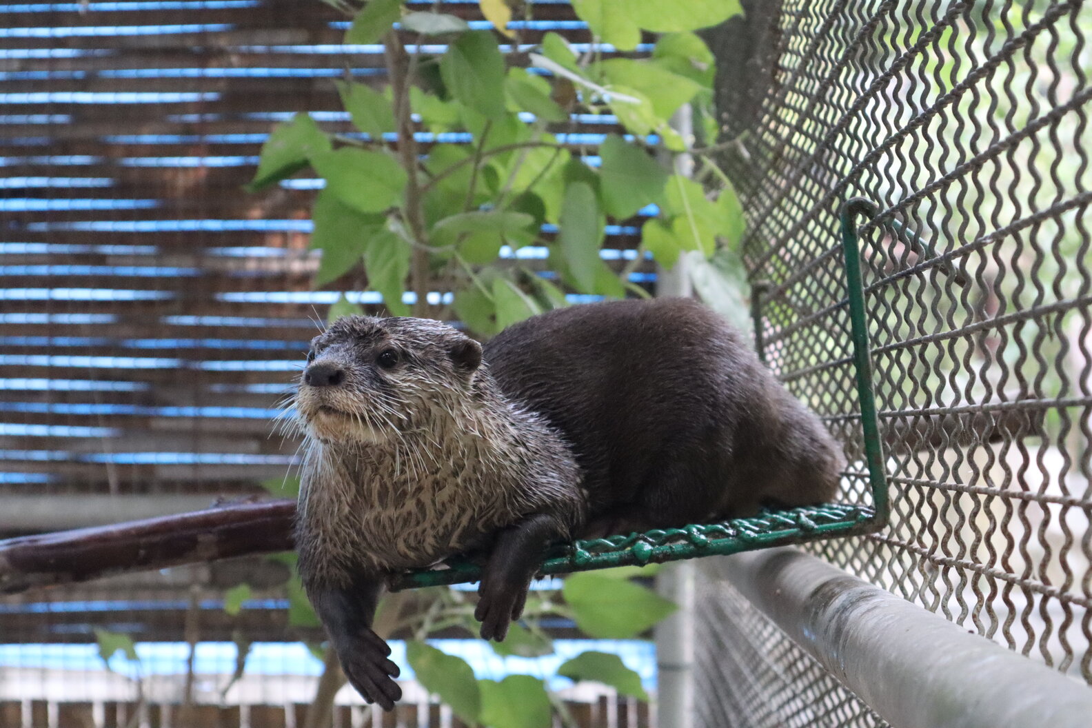 Otter Living Alone In Tiny Wooden Box Perks Up When He Sees His ...