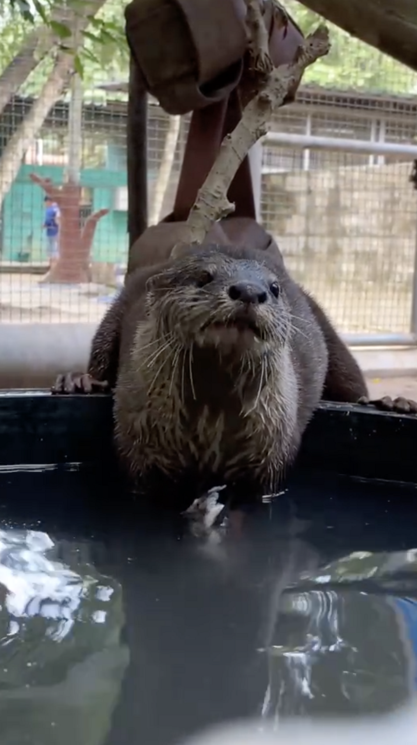 Otter Living Alone In Tiny Wooden Box Perks Up When He Sees His ...