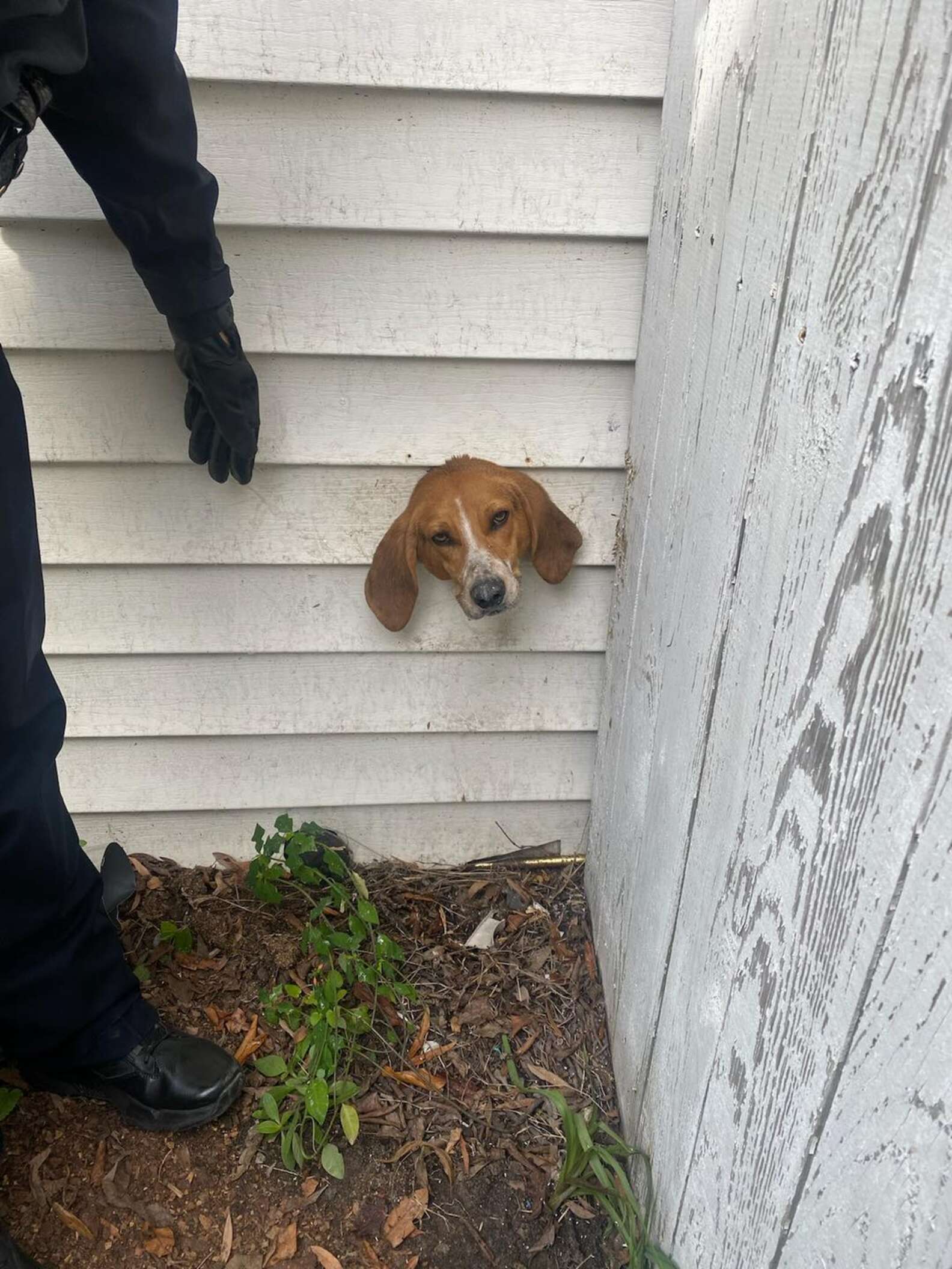 Police Arrive To Find A 'Happy' Hound's Head Stuck On Side Of A House ...