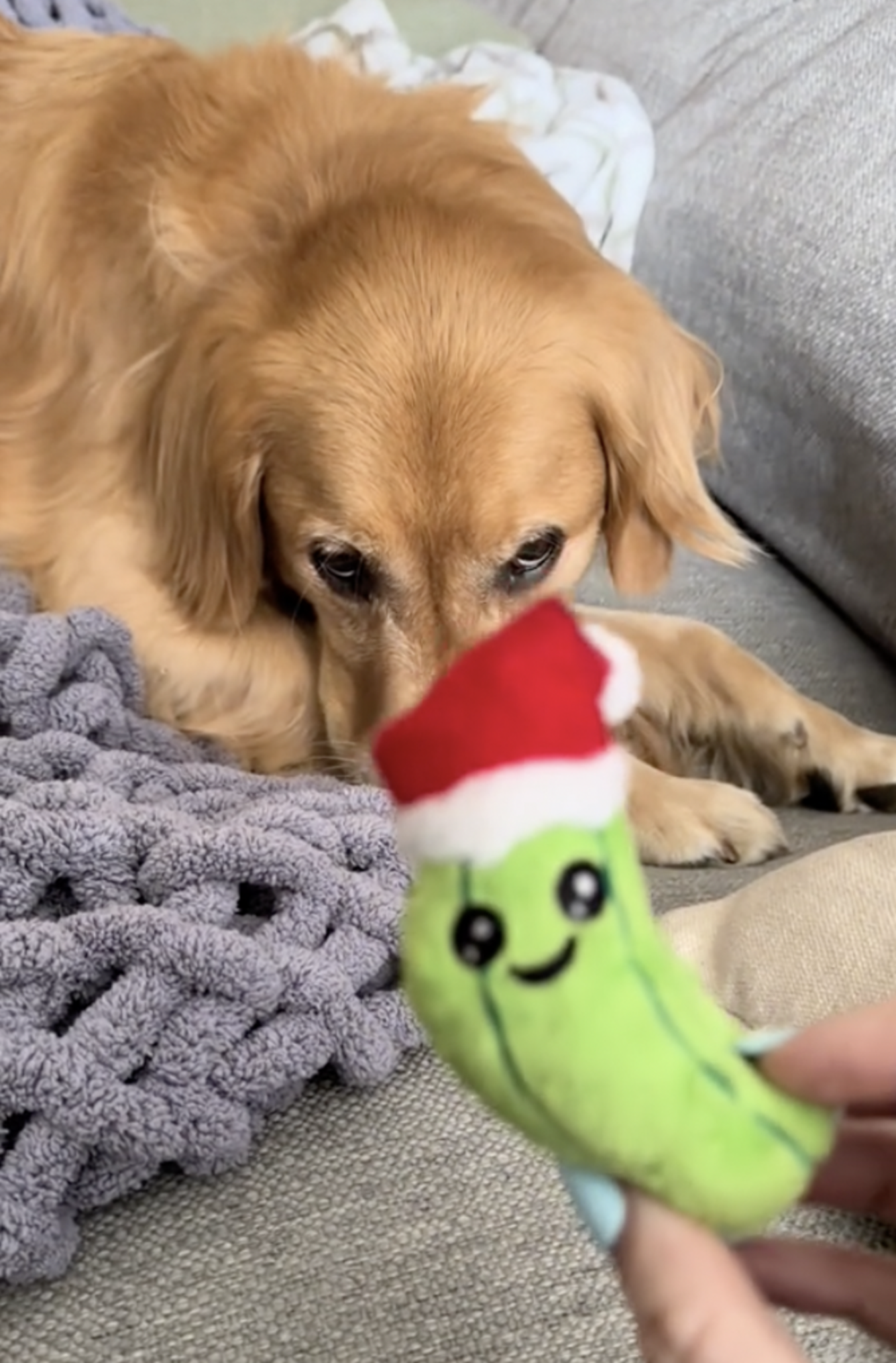 Dog Obsessed With His Favorite Toy From Puppyhood Gets A Giant Surprise ...
