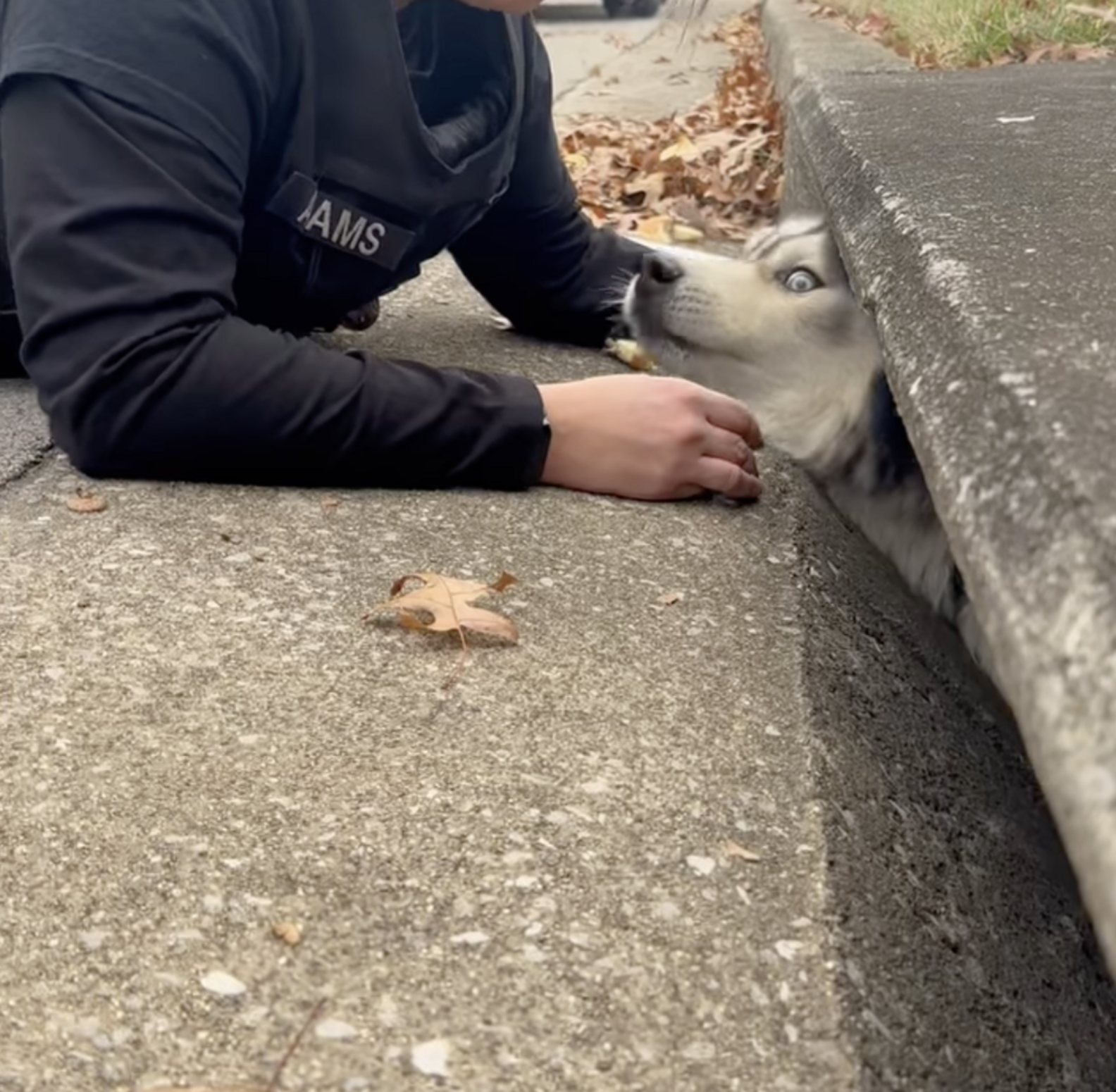 Rescuers See A Nose Poking Out From Sewer And Jump Into Action - The Dodo
