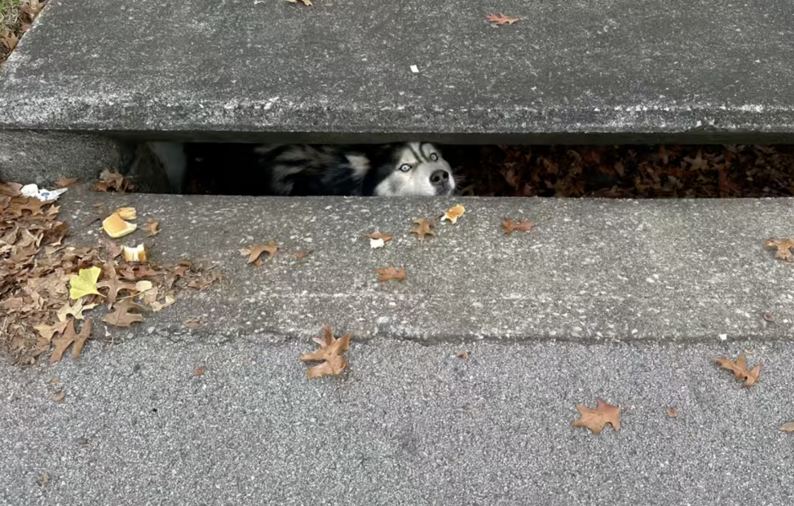 Rescuers See A Nose Poking Out From Sewer And Jump Into Action - The Dodo
