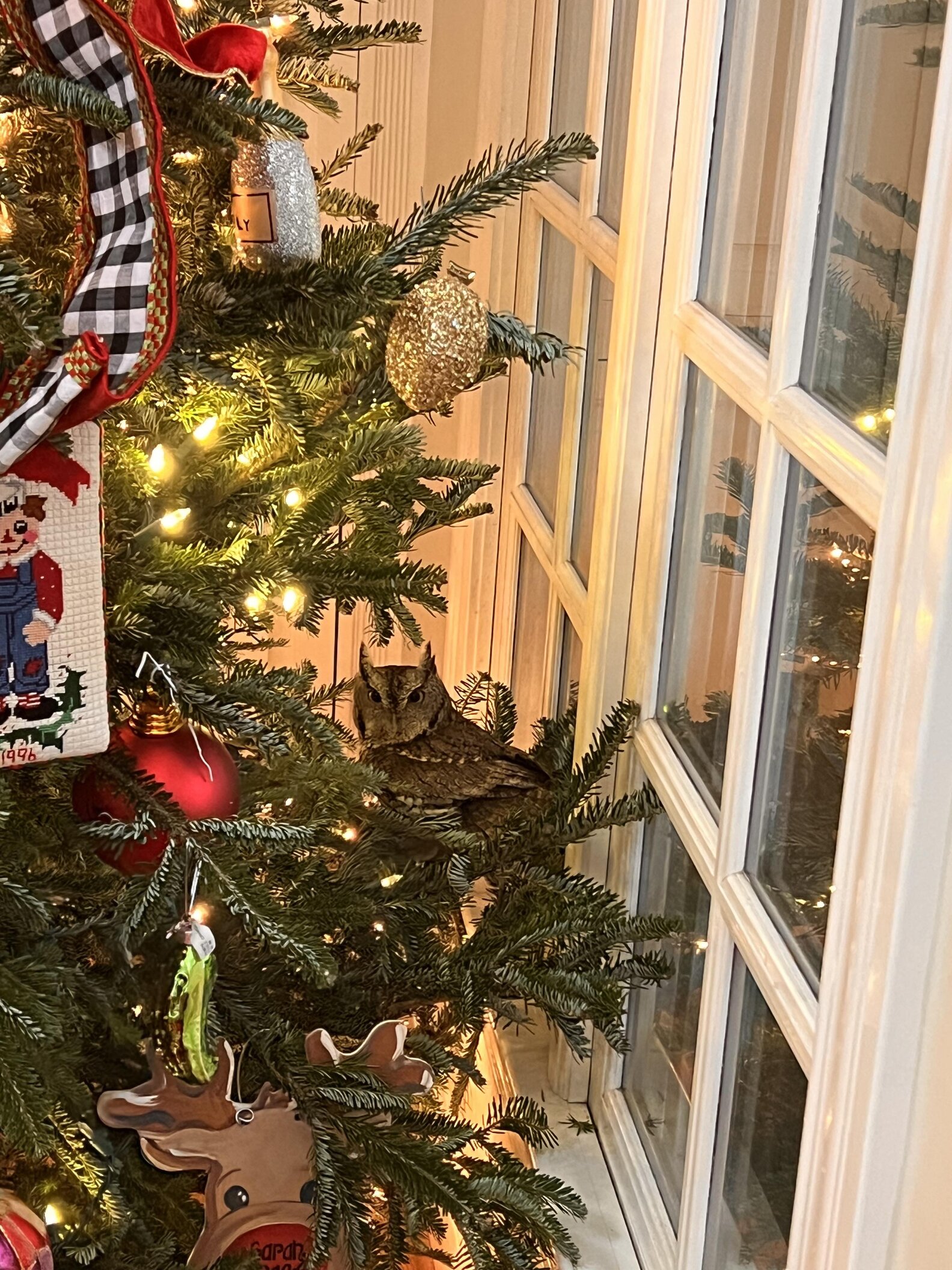 Family Had Tree For Days Before Realizing Someone Was Living In It ...