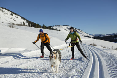 What Is Skijoring? How to Cross-Country Ski with Dogs or Horses - Thrillist