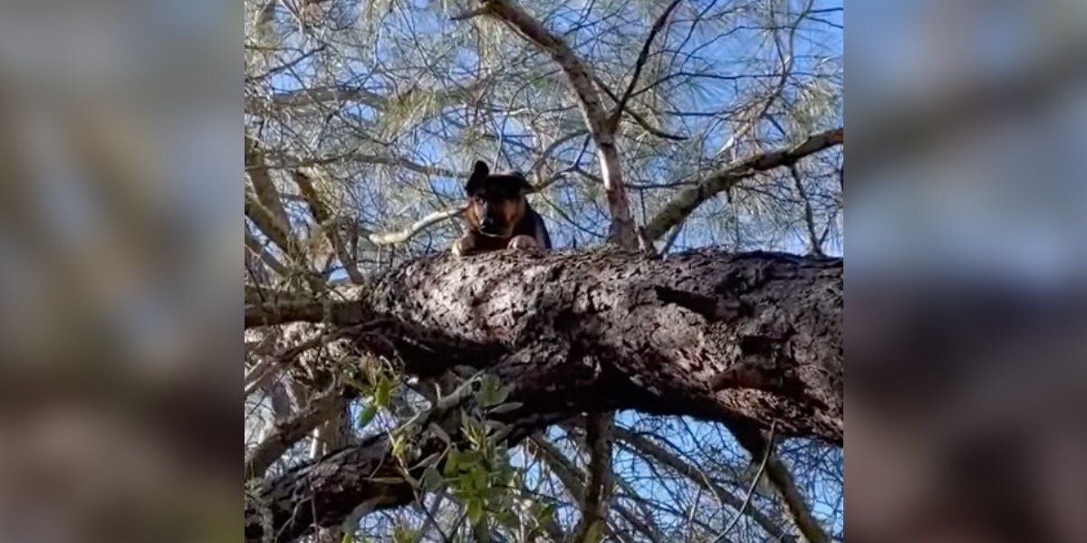Guy Out For A Drive Looks Up And Sees Familiar Face Stuck In Tree - The ...