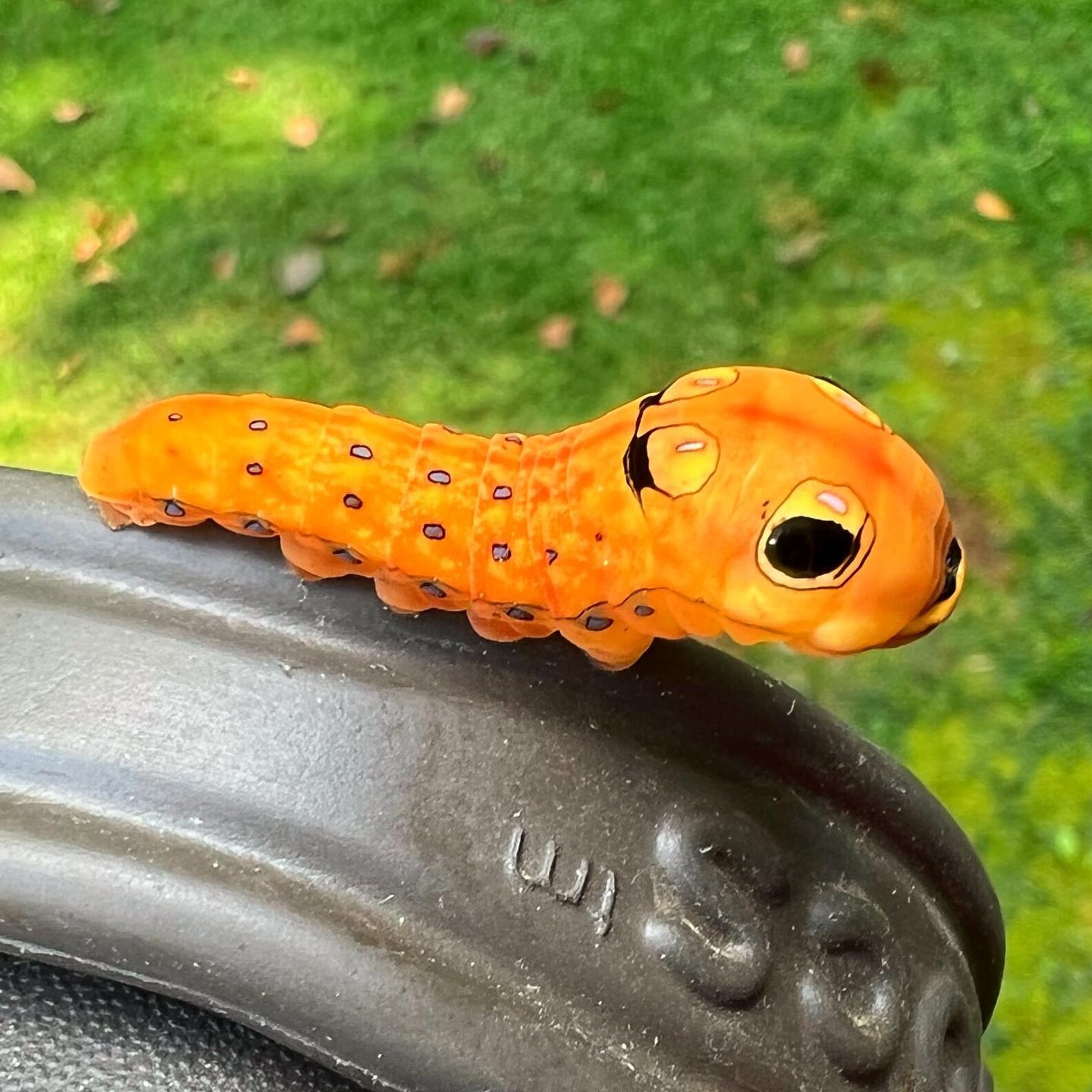 Random ‘Cheeto’ On Man’s Porch Turns Out To Be Something Else Entirely ...