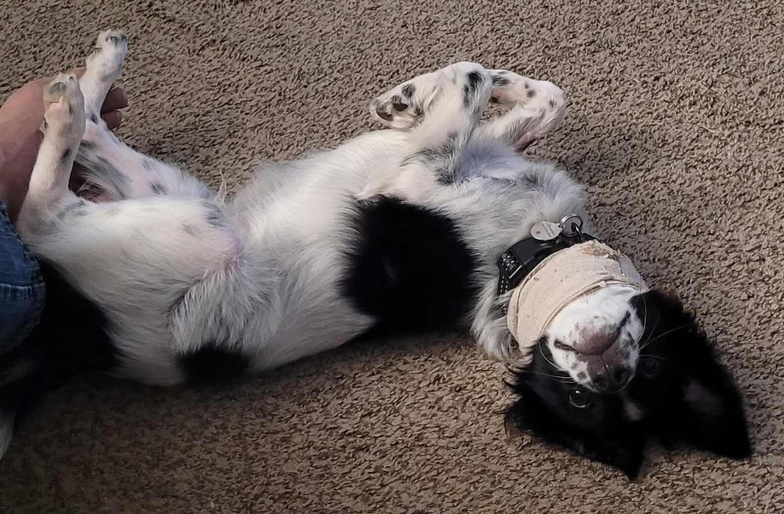 Frightened Shelter Puppy Learns To Trust Again — And Everything Begins ...