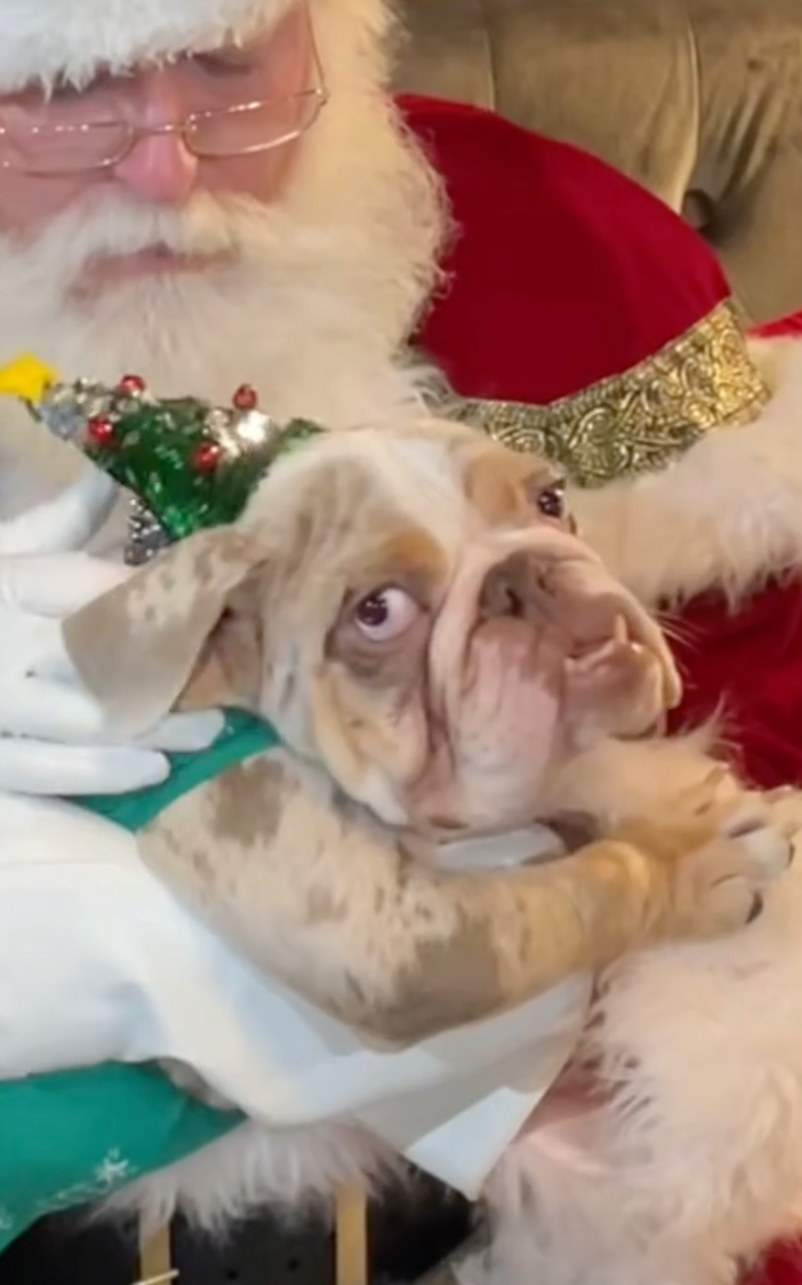 Rescue Bulldog Goes To Meet Santa To Ask For Home For Christmas - The Dodo