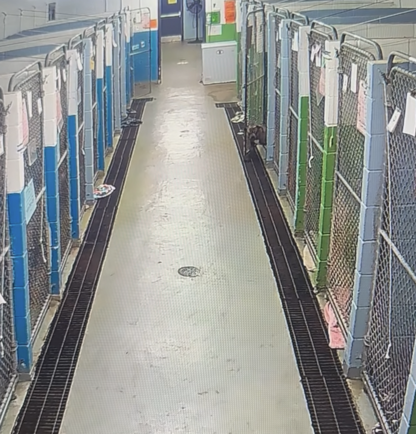 Security Cameras Capture Shelter Dog’s Accidental Escape From Kennel ...