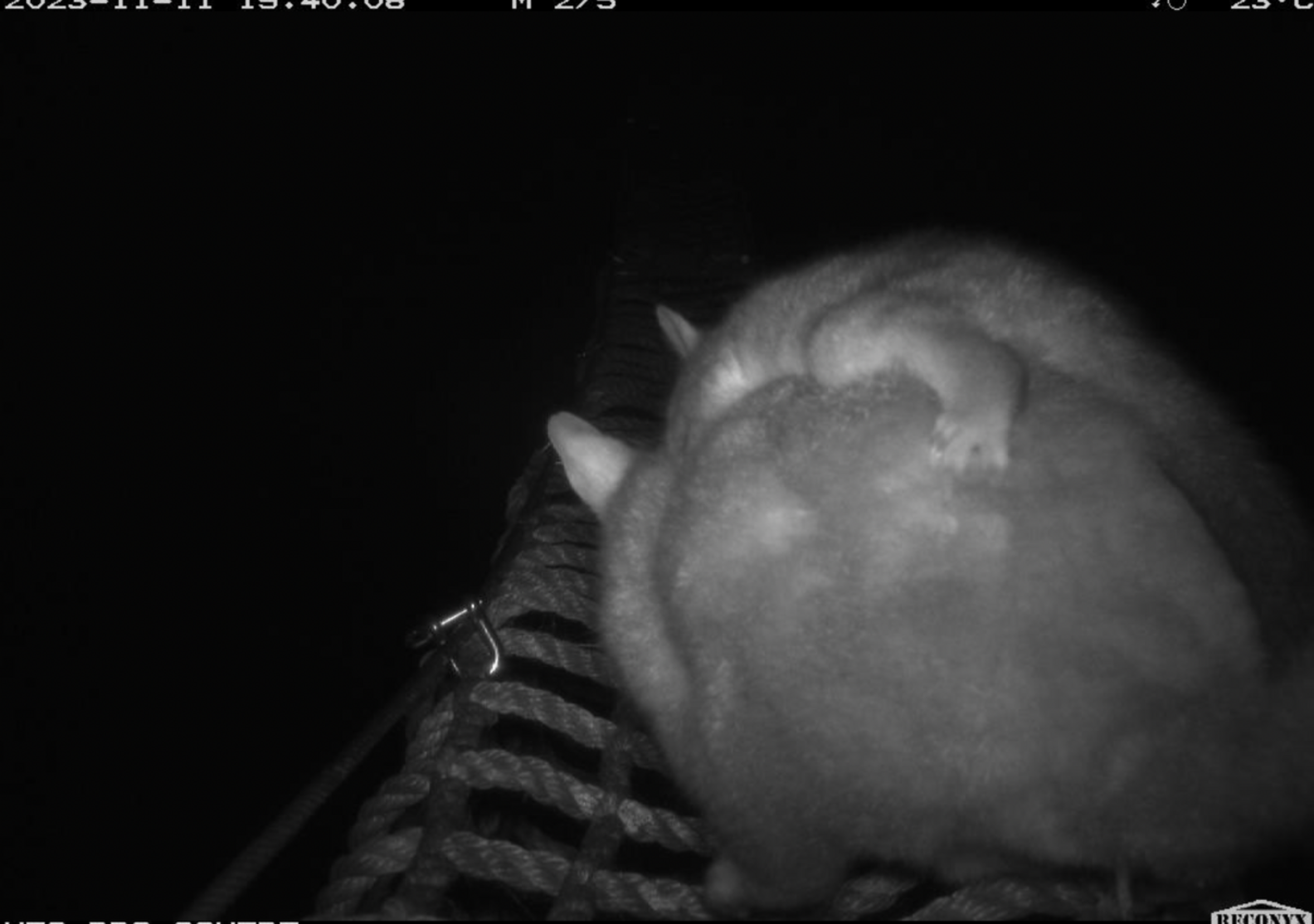 Hidden Camera Catches Fuzzy Animals Using Rope Bridges To Get To Safety ...