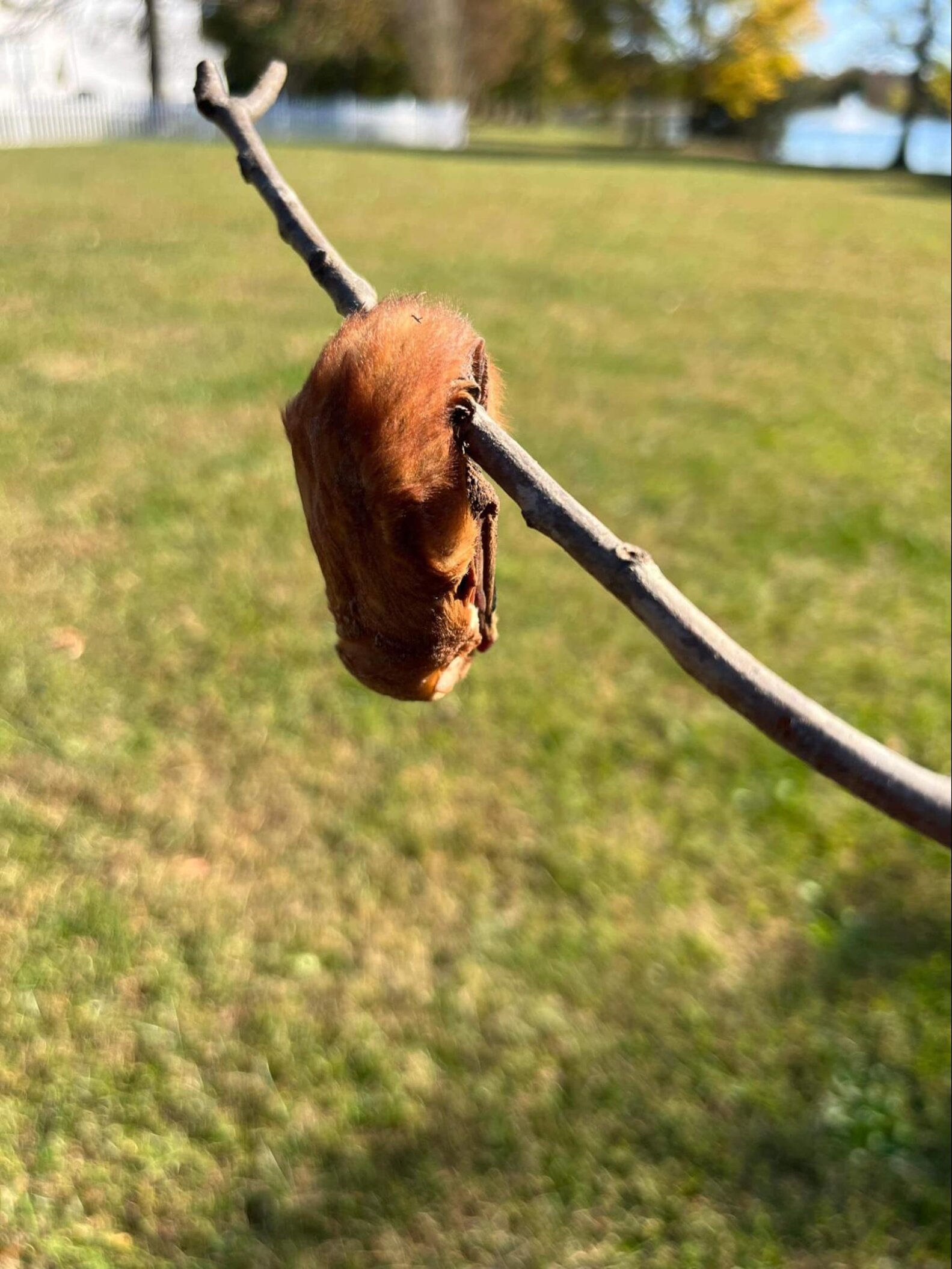 Tiny Animal Falls Out Of Tree And Lands At Woman's Feet In Desperate ...