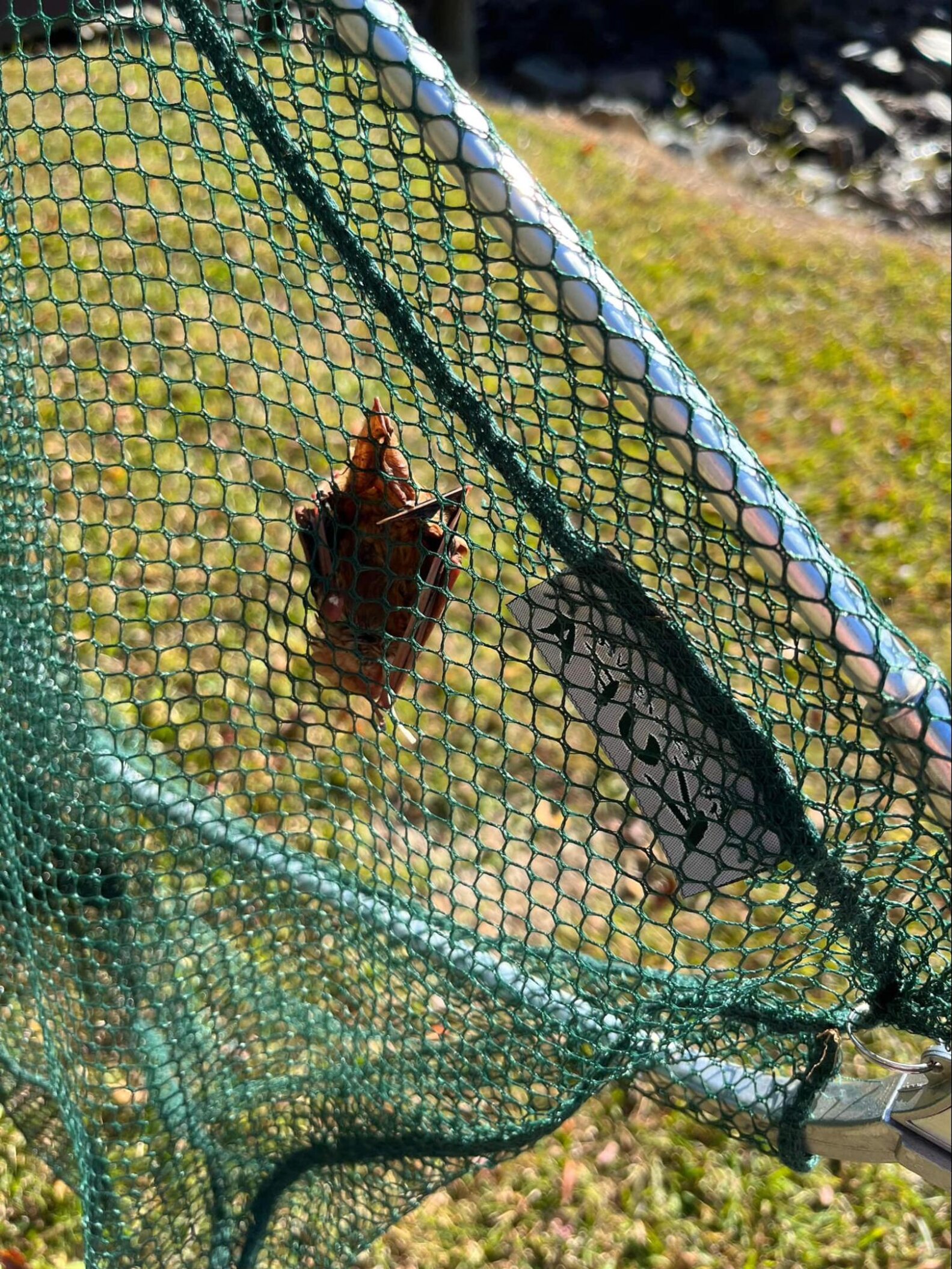 Tiny Animal Falls Out Of Tree And Lands At Woman's Feet In Desperate ...