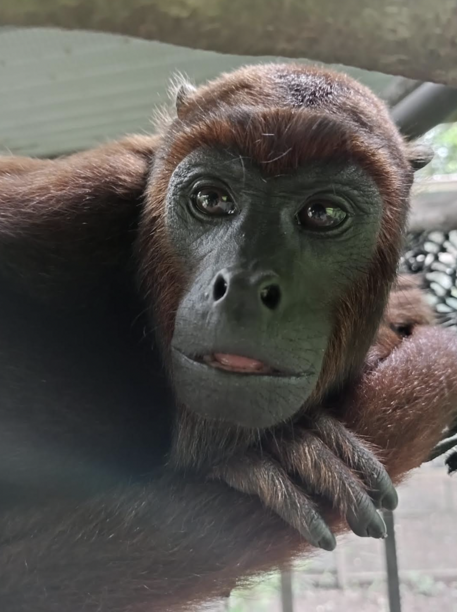 Rescuers Notice An Unusual Brown Animal Hugging Himself On Side Of Road ...