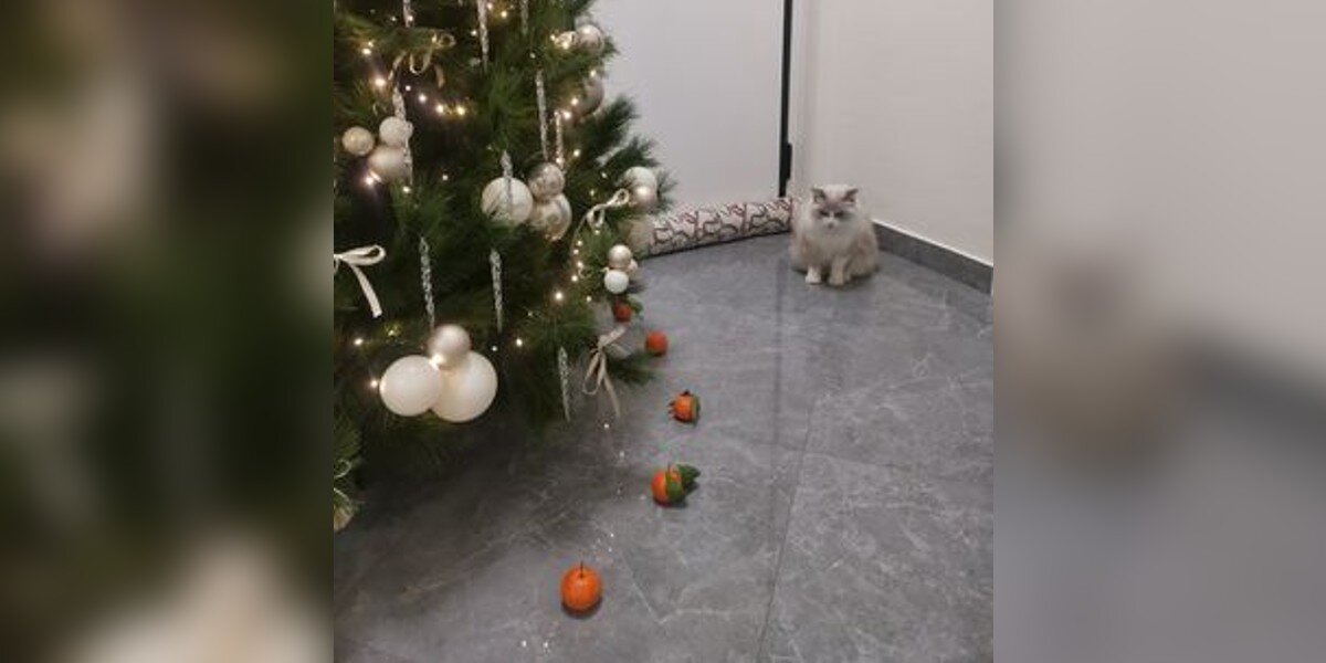 Woman Uses Tangerines To Keep Cat From Destroying Christmas Tree - The Dodo