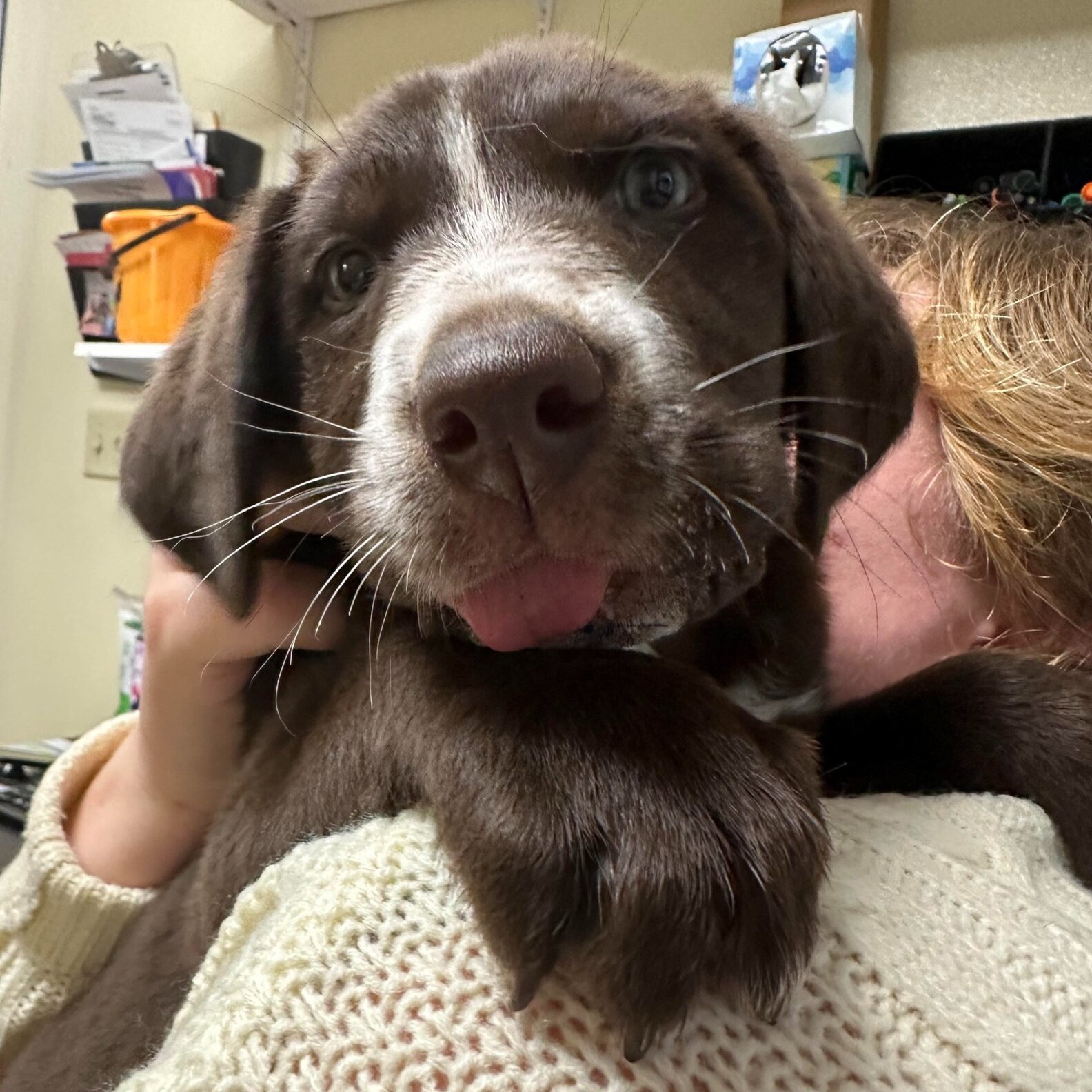 Puppy Gets Lifesaving Surgery — Then Falls In Love With Someone Also In ...