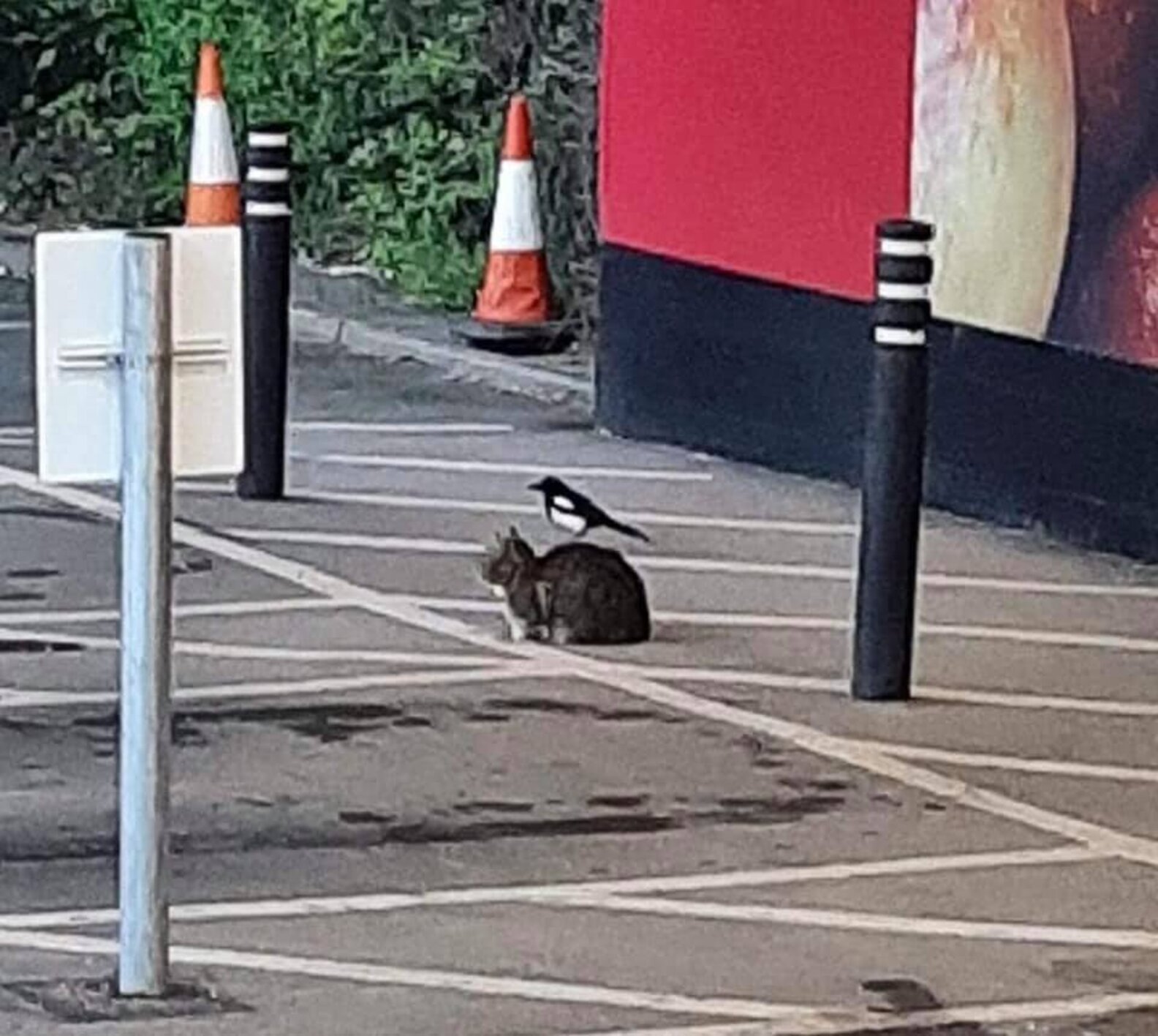 Cat Walks Into Supermarket And Decides He Works There - The Dodo