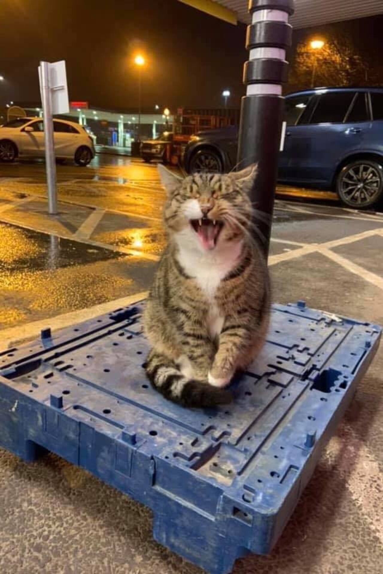 Cat Walks Into Supermarket And Decides He Works There - The Dodo