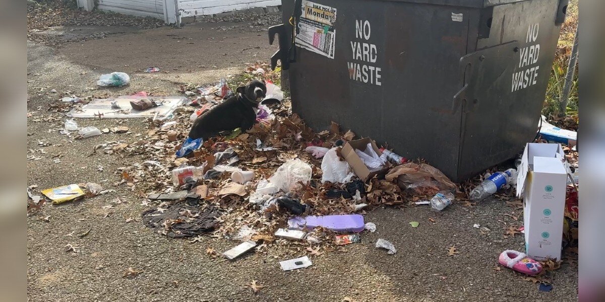 Rescuers Stop In Their Tracks When They See A Helpless Animal Tied To A ...