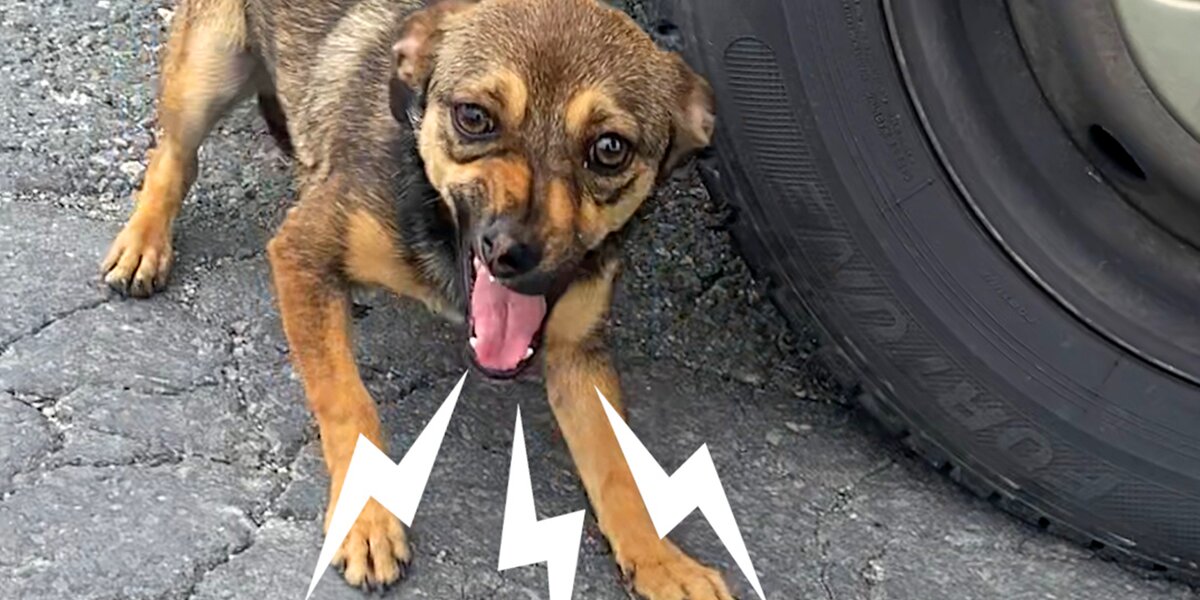 Terrified Dog Transforms When She Meets Her Soulmate - Videos - The Dodo Terrified Dog Transforms When She Meets Her Soulmate - Videos - The Dodo