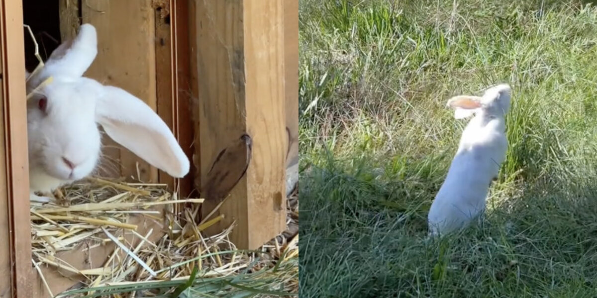Bunnies Rescued From Lab Go Outside For The Very First Time - The Dodo