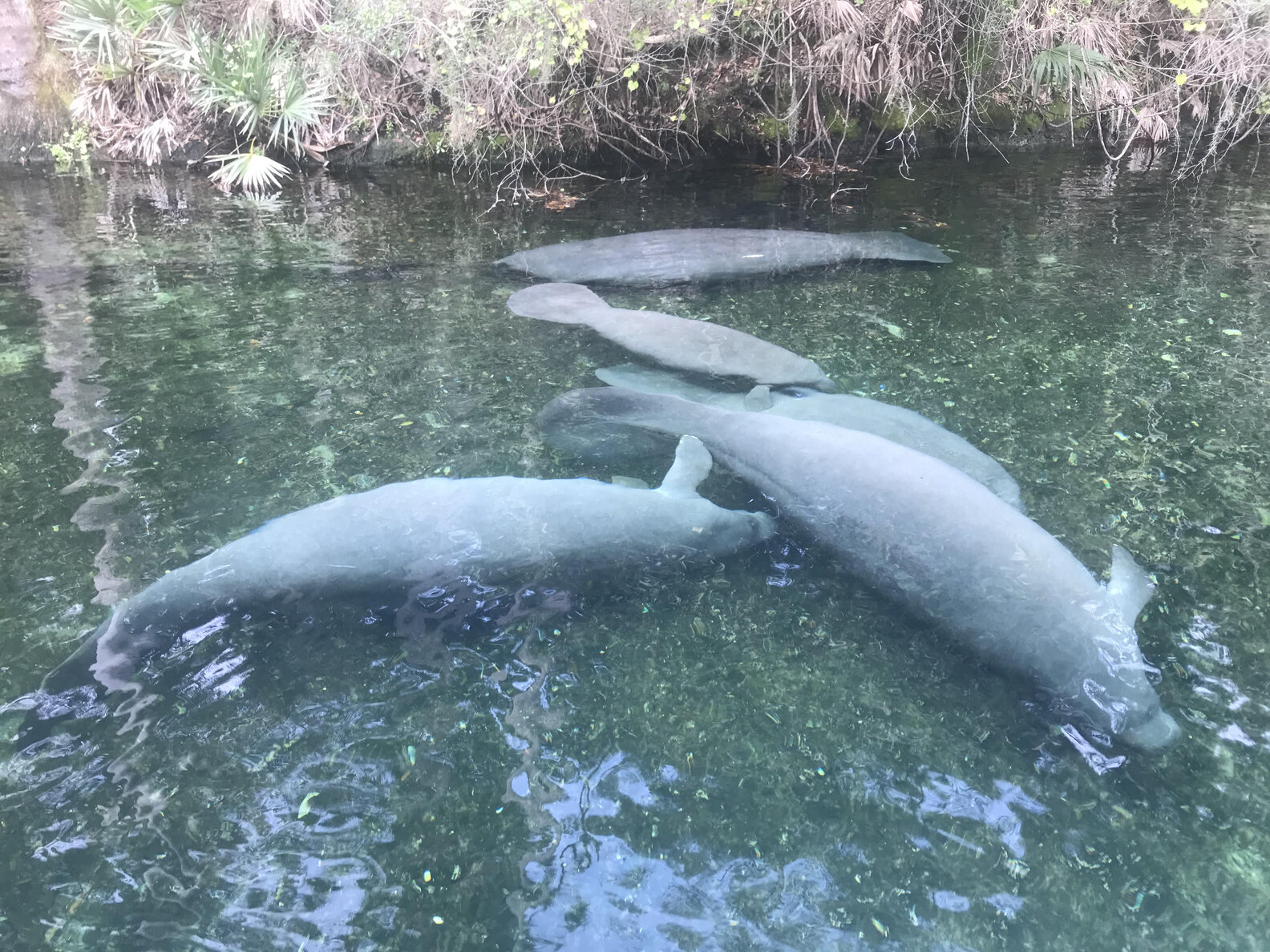 Paddle Boarder Has Unforgettable Encounter With A Very Curious Manatee ...
