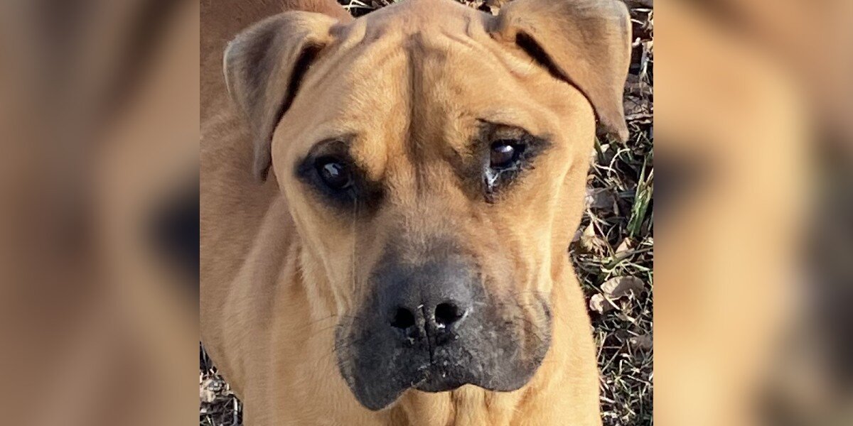 Dog Left Behind By Family Has Tear-Stained Face When Rescuers Find Him ...