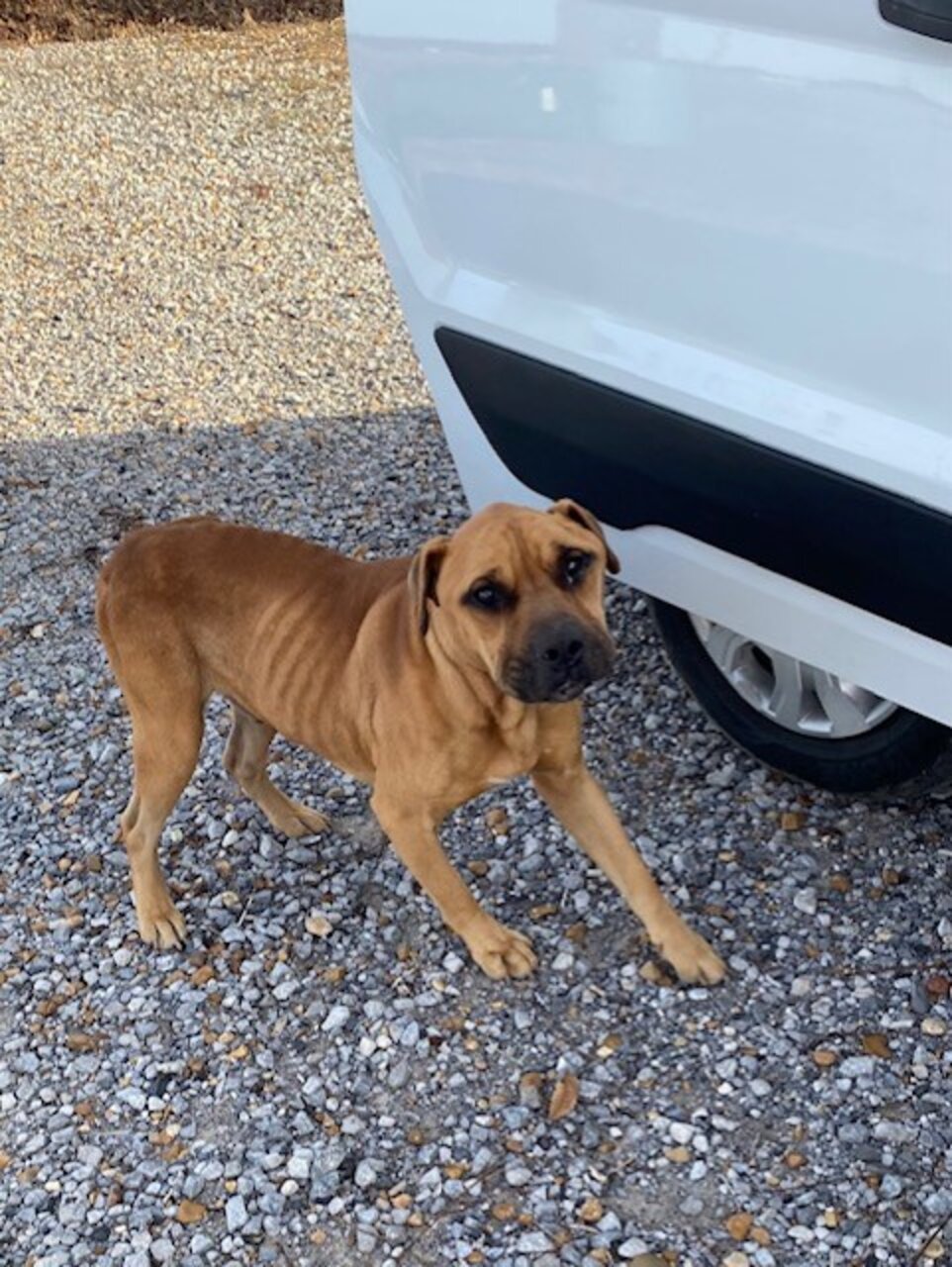 Dog Left Behind By Family Has Tear-Stained Face When Rescuers Find Him ...