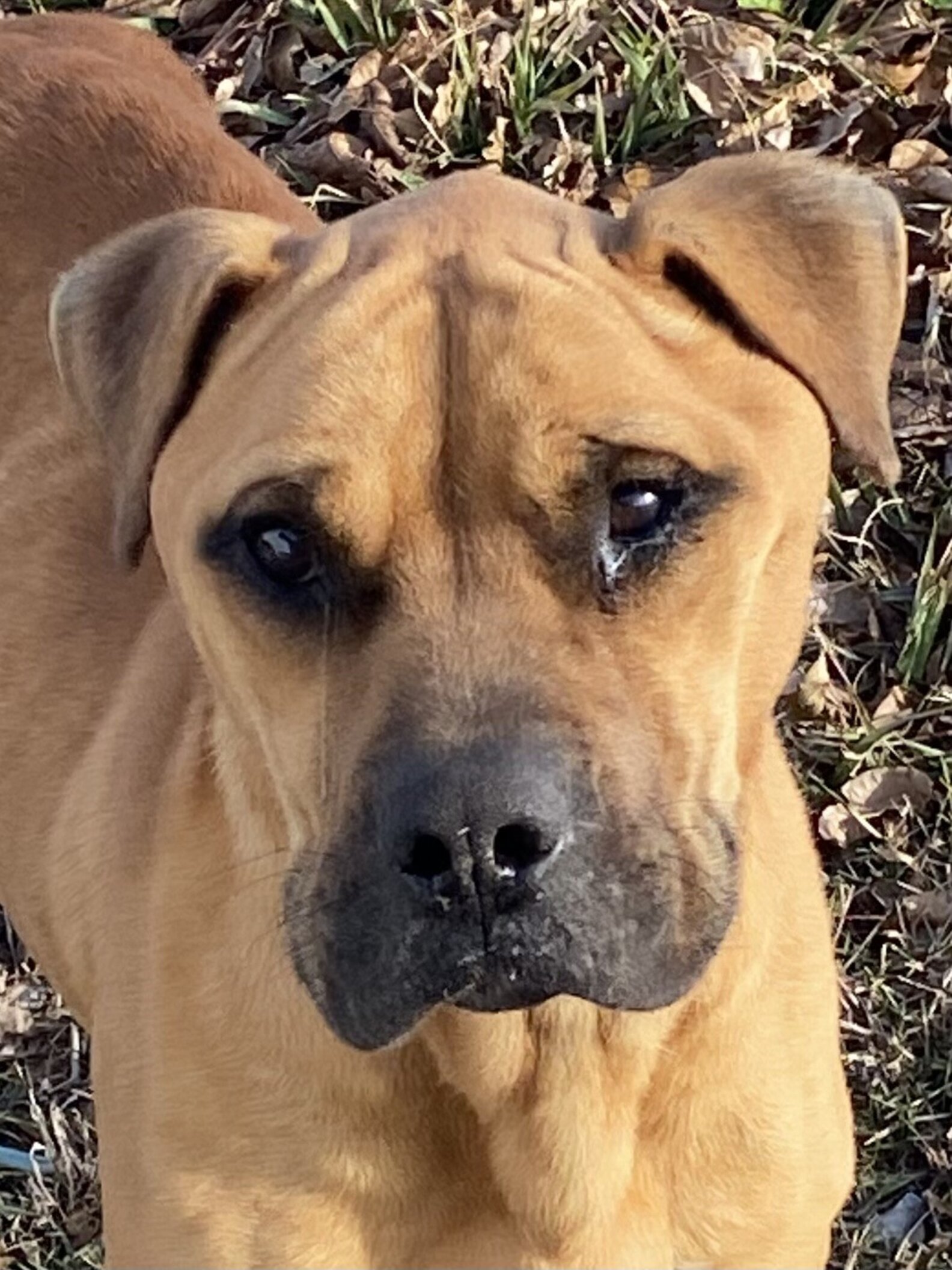 Dog Left Behind By Family Has Tear-Stained Face When Rescuers Find Him ...