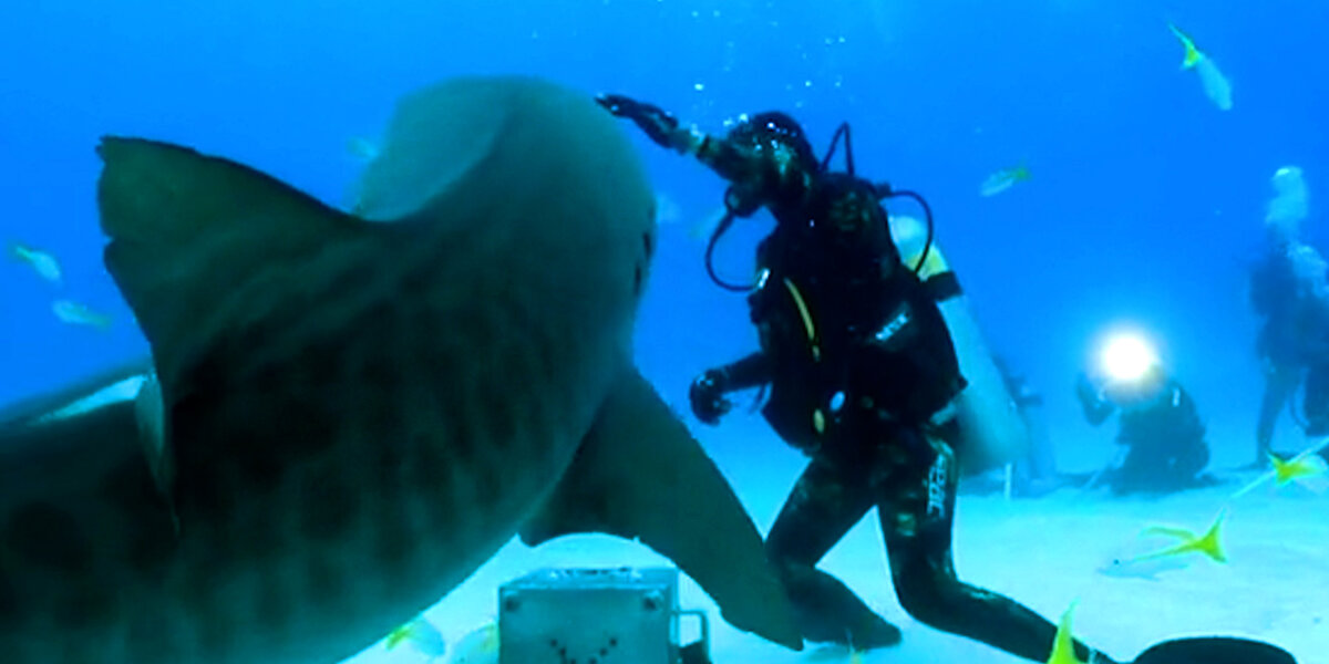 Woman Is Best Friends With A 9-Foot Lemon Shark - Videos - The Dodo