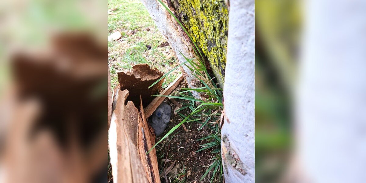 Arborist Spots Fuzzy Lump Under Fallen Tree And Realizes It's A Pile Of ...