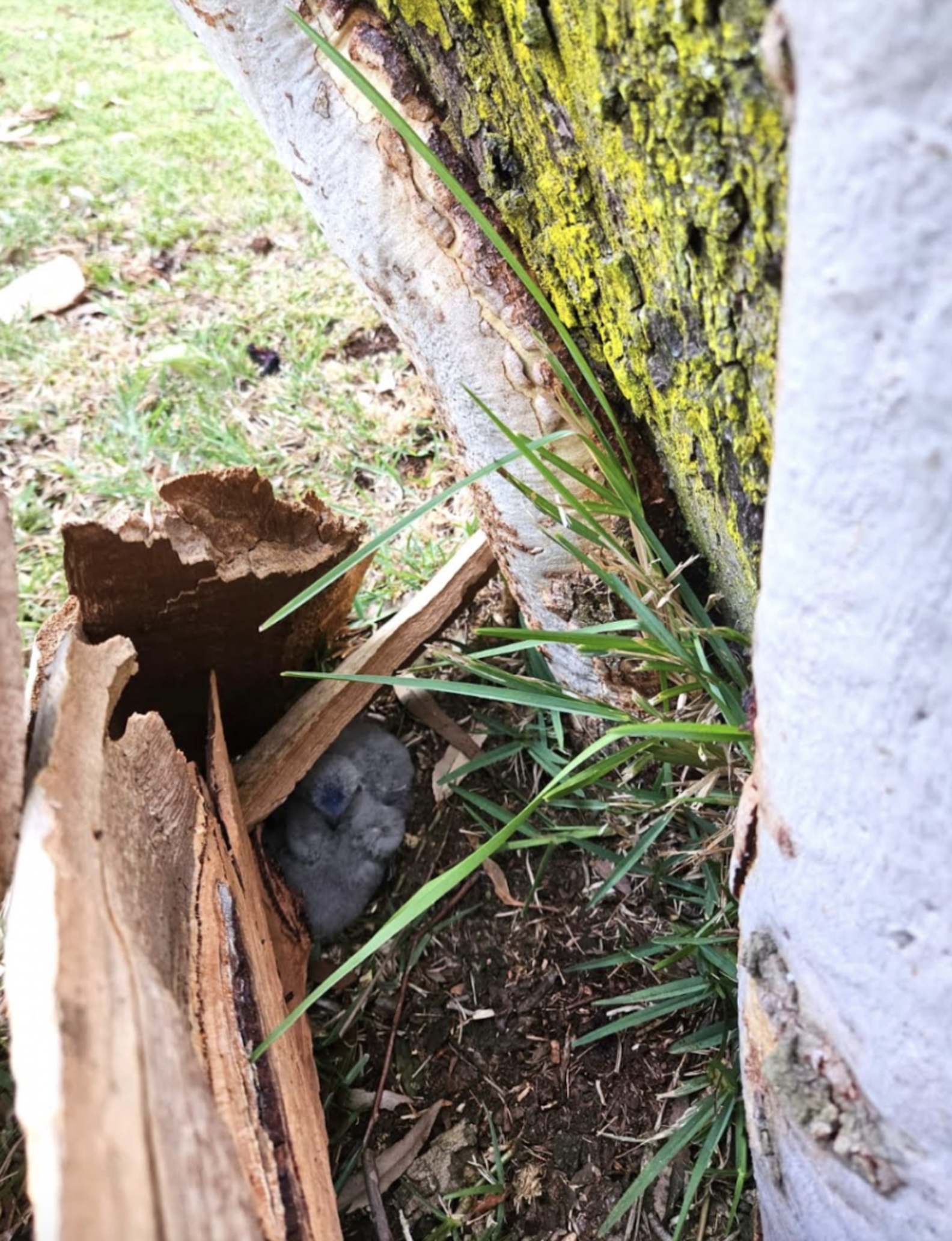 Arborist Spots Fuzzy Lump Under Fallen Tree And Realizes It's A Pile Of ...