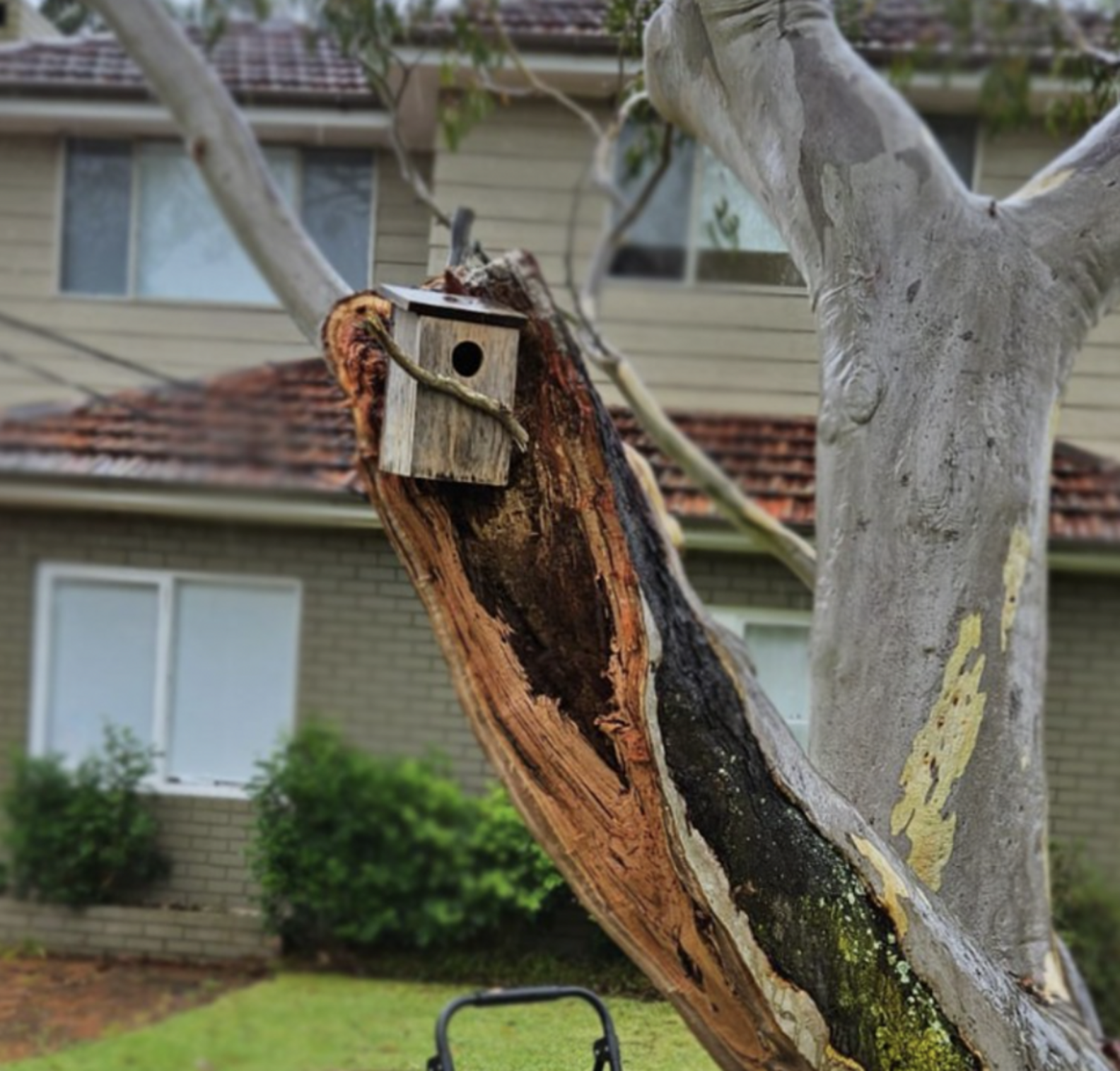 Arborist Spots Fuzzy Lump Under Fallen Tree And Realizes It's A Pile Of ...