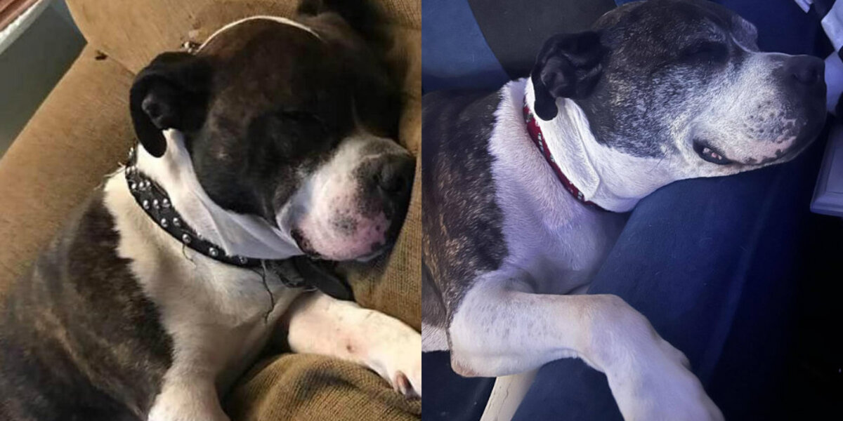 Woman Discovers Missing Dog Found A New Family But Still Never Gives Up ...