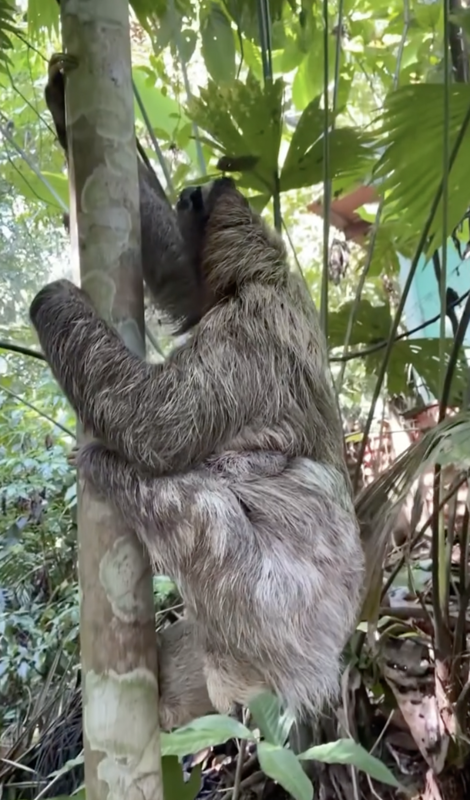Heartbroken Sloth Mother Rushes To Reunite With Fallen Baby - The Dodo