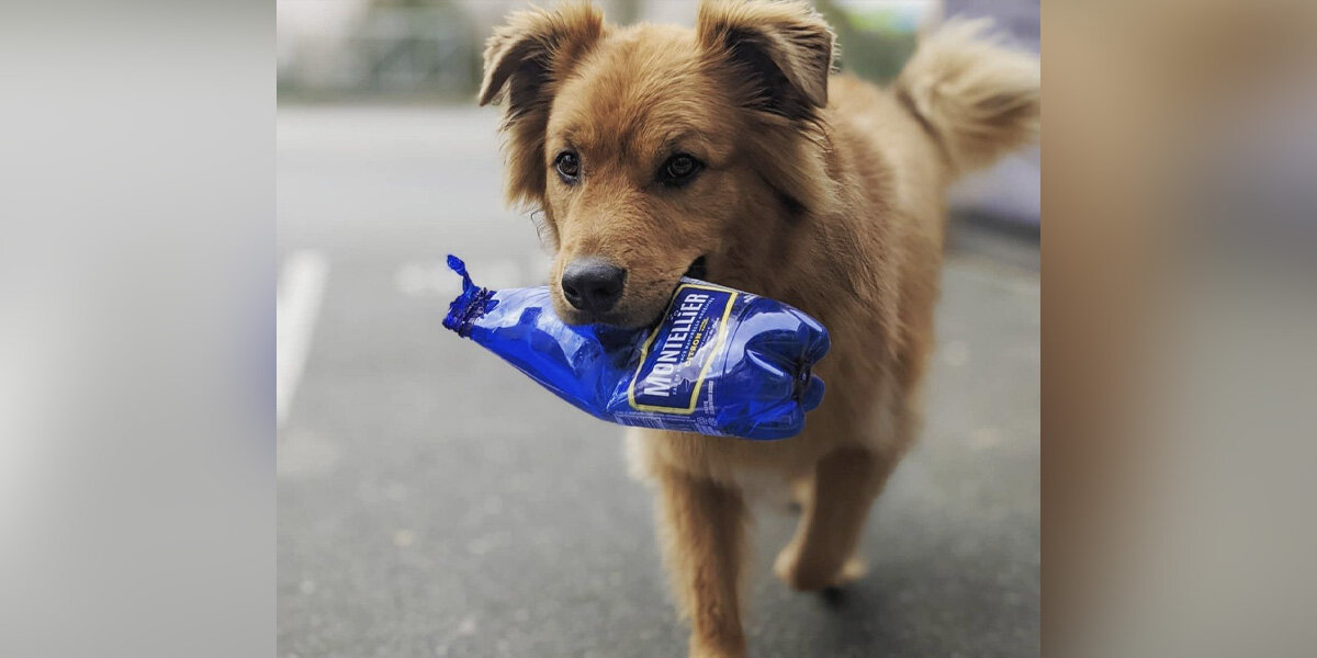 Very Good Dog Turns His Unusual Hobby Into A Way Of Making Real Money ...