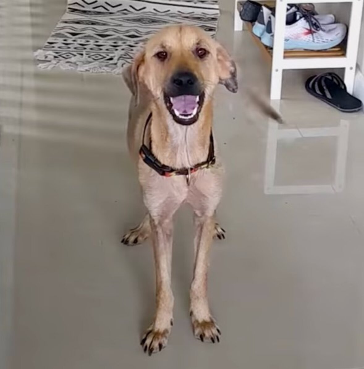 Skinny Animal With Plastic Jar Stuck On Head Spends Days Searching For ...