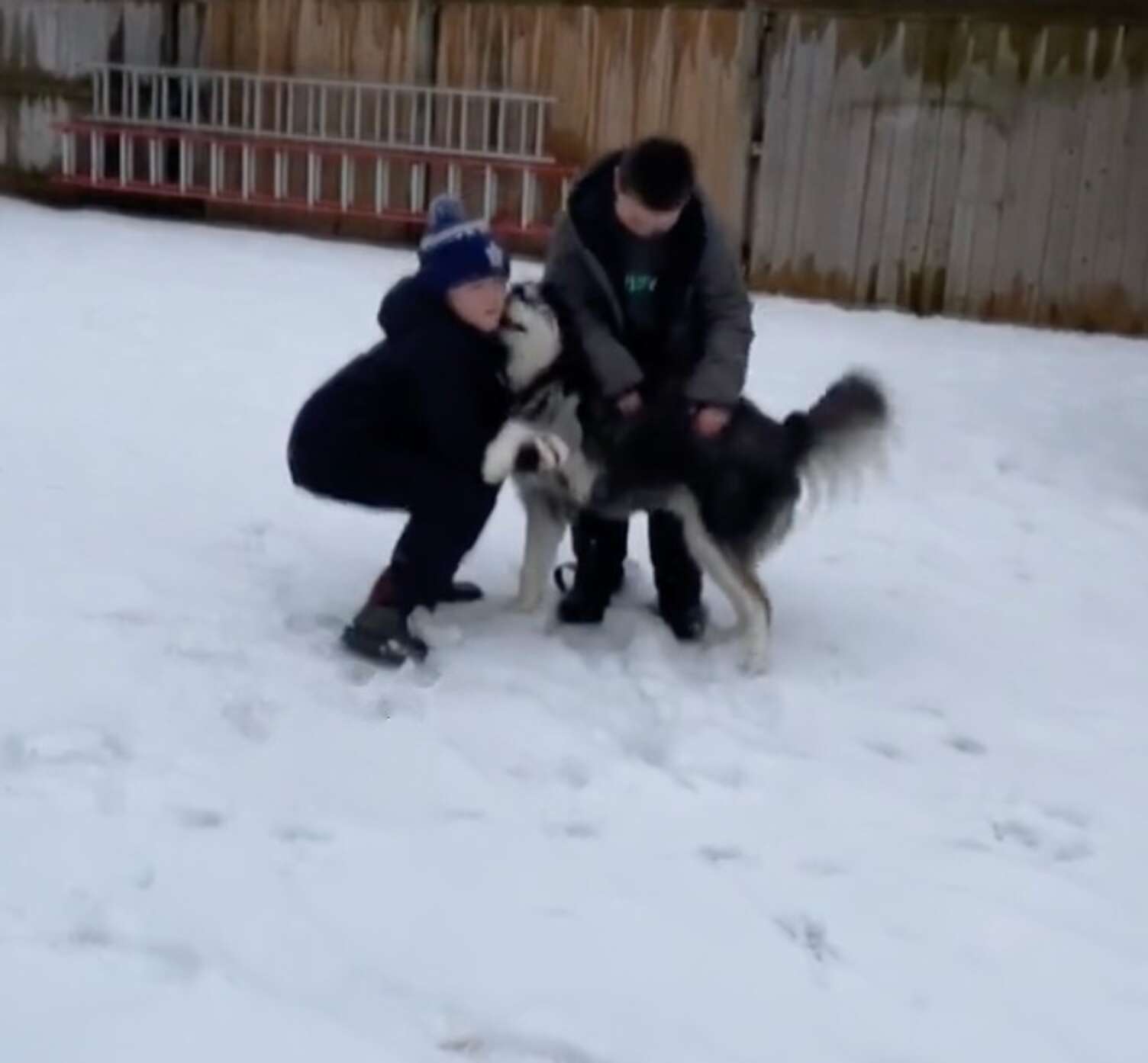 Little Boy Sees Bored Husky In The Snow And Decides To Cheer Him Up ...