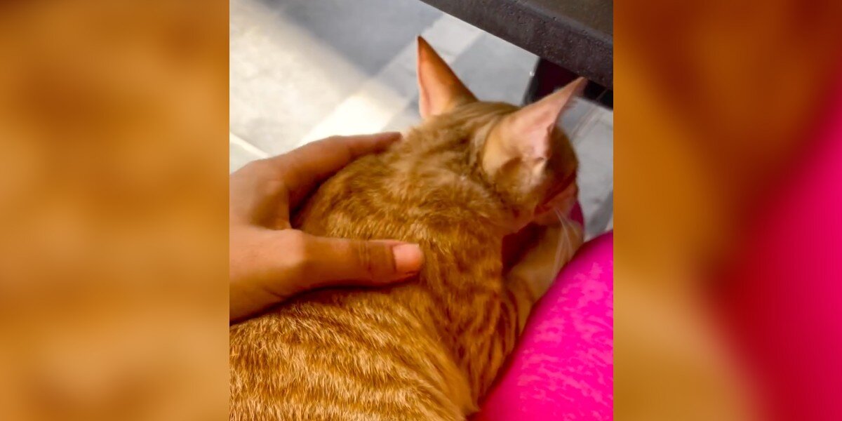 Woman Having Coffee Is Shocked When A Stray Cat Leaps Into Her Lap ...