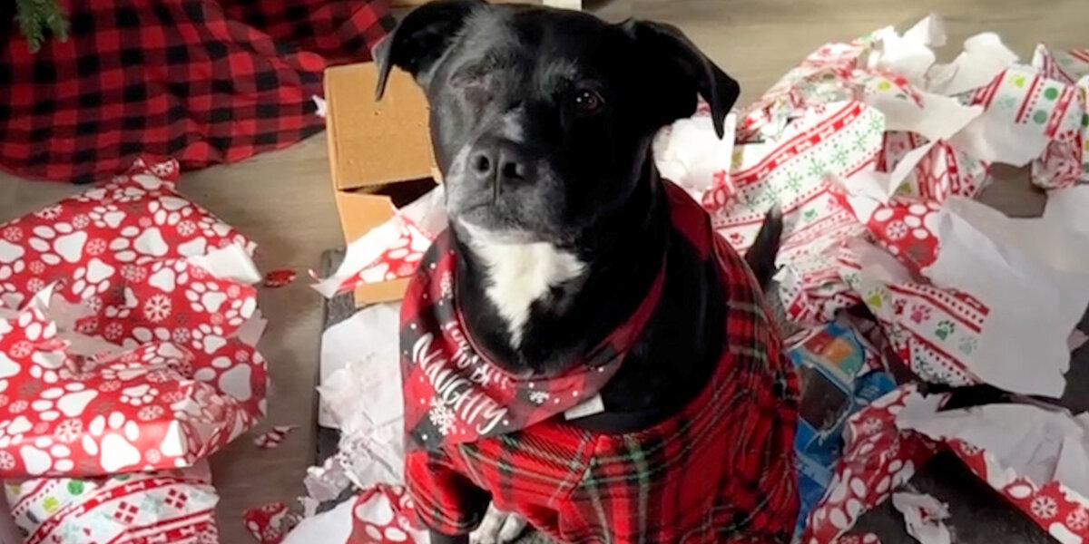 Pittie Obsessed With Santa Gets The Ultimate Surprise - Videos - The Dodo