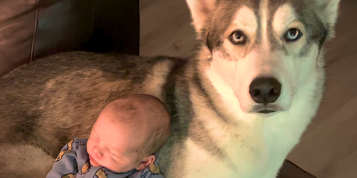 Baby Grows Up With The Best Of Friends - Videos - The Dodo