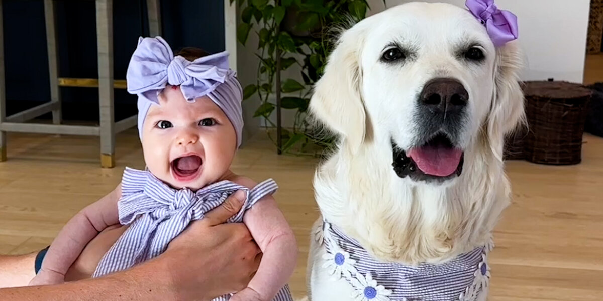Dog Can't Wait To Meet Her Baby Sister - Videos - The Dodo