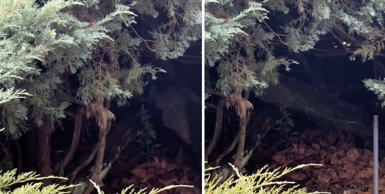 Lost Blue Animal Shivers Under Bush — Hoping To Be Rescued - The Dodo