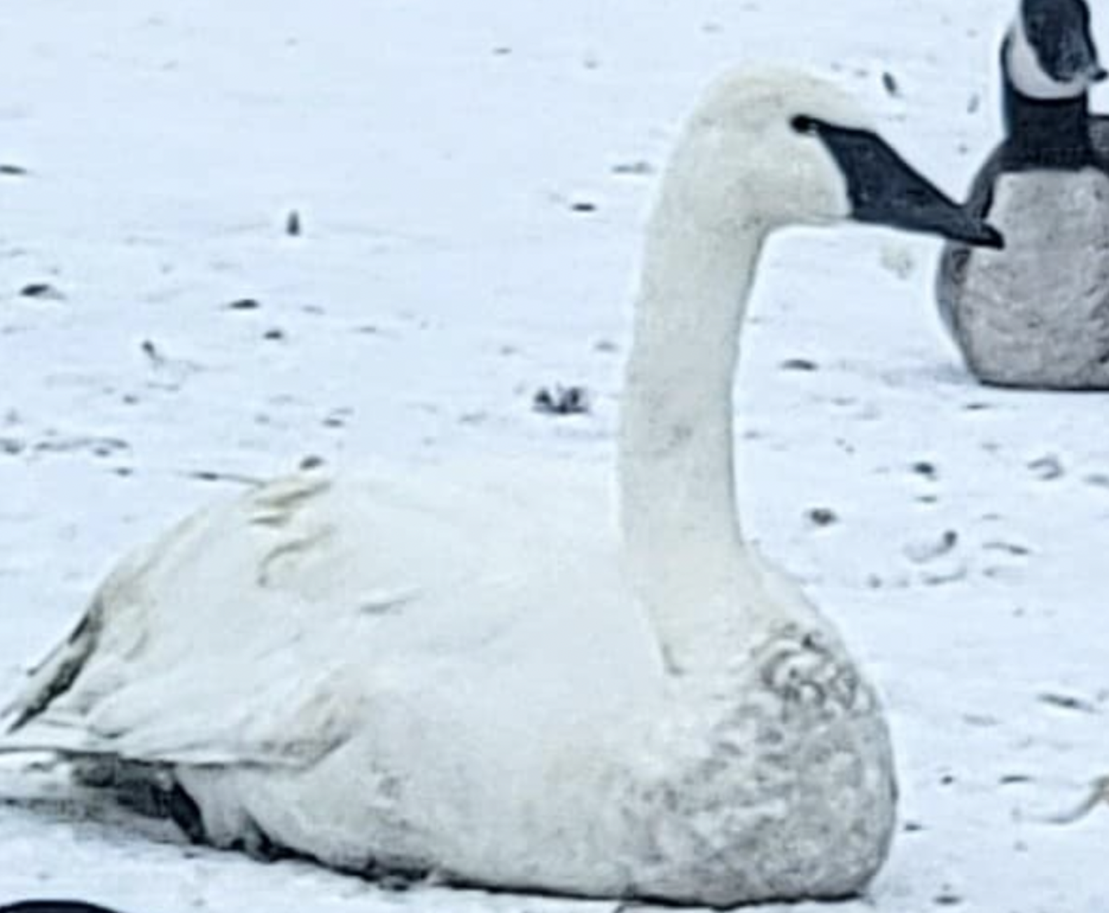 Swan Sits On Lake After Others Flew Away — Then Rescuers Realize Why ...