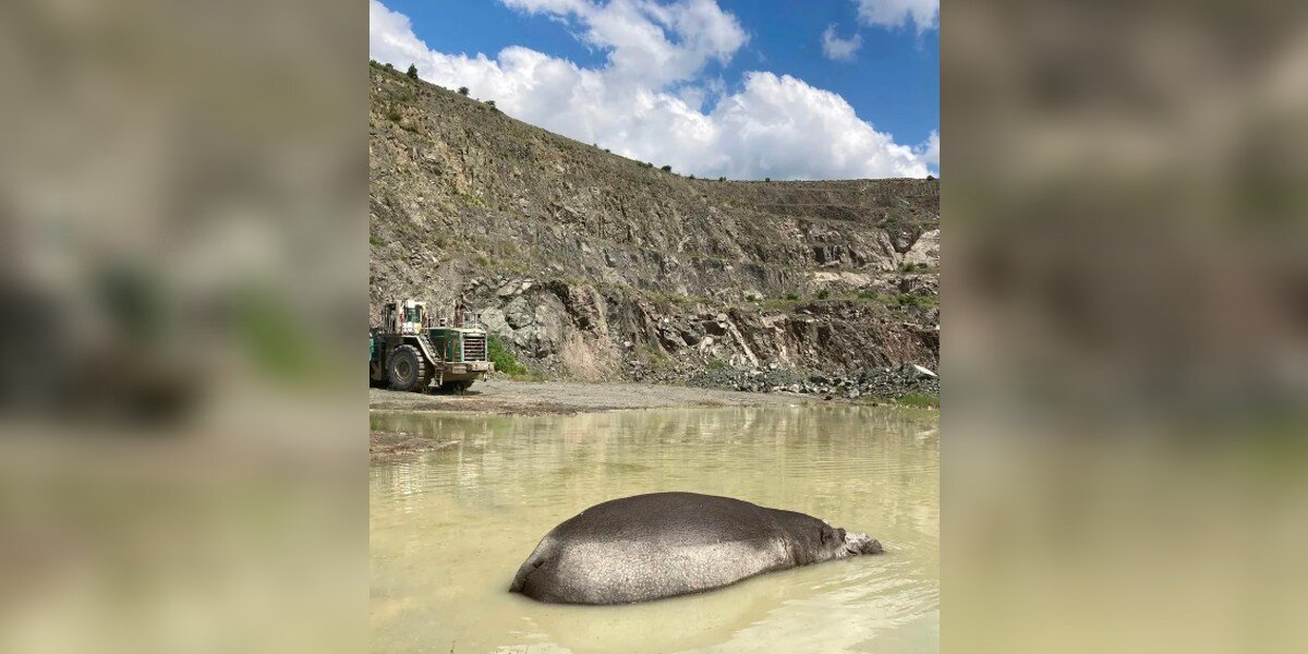 Miners Arrive At Work And Find A Huge Gray Lump Stuck In Pit - The Dodo