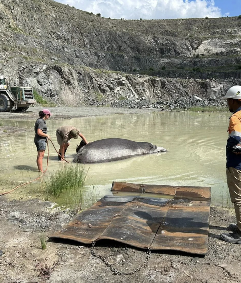 Miners Arrive At Work And Find A Huge Gray Lump Stuck In Pit - The Dodo