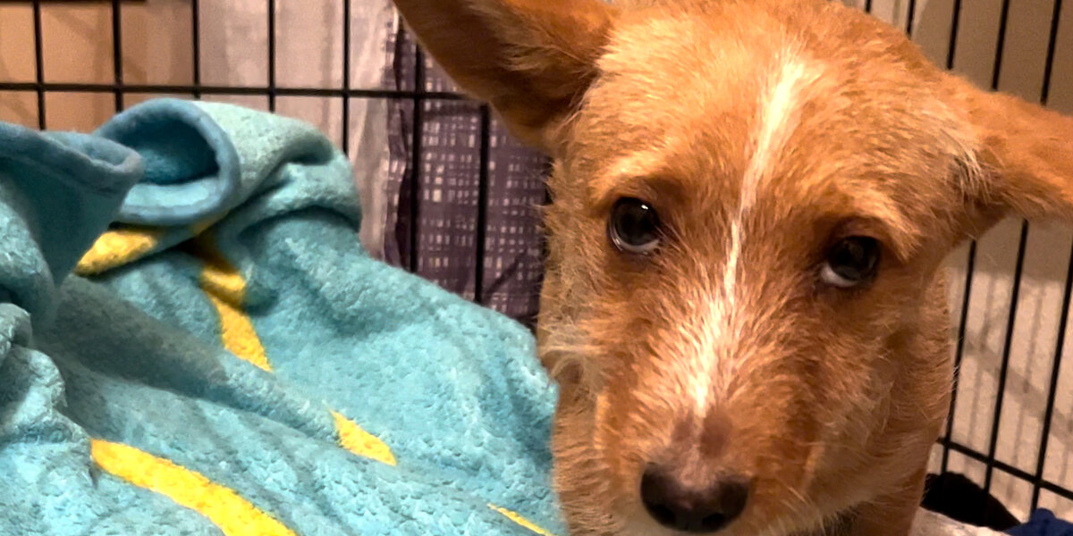 Scared Puppy Showed Up On Woman's Backyard - Videos - The Dodo