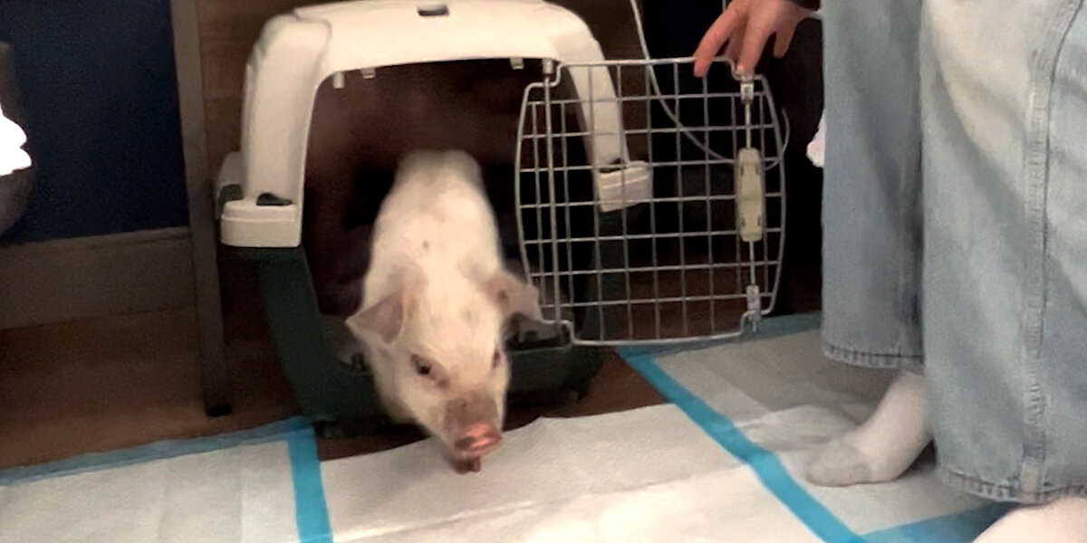 Girls Sneak Rescue Piglets Into Hotel Room!!! - Videos - The Dodo