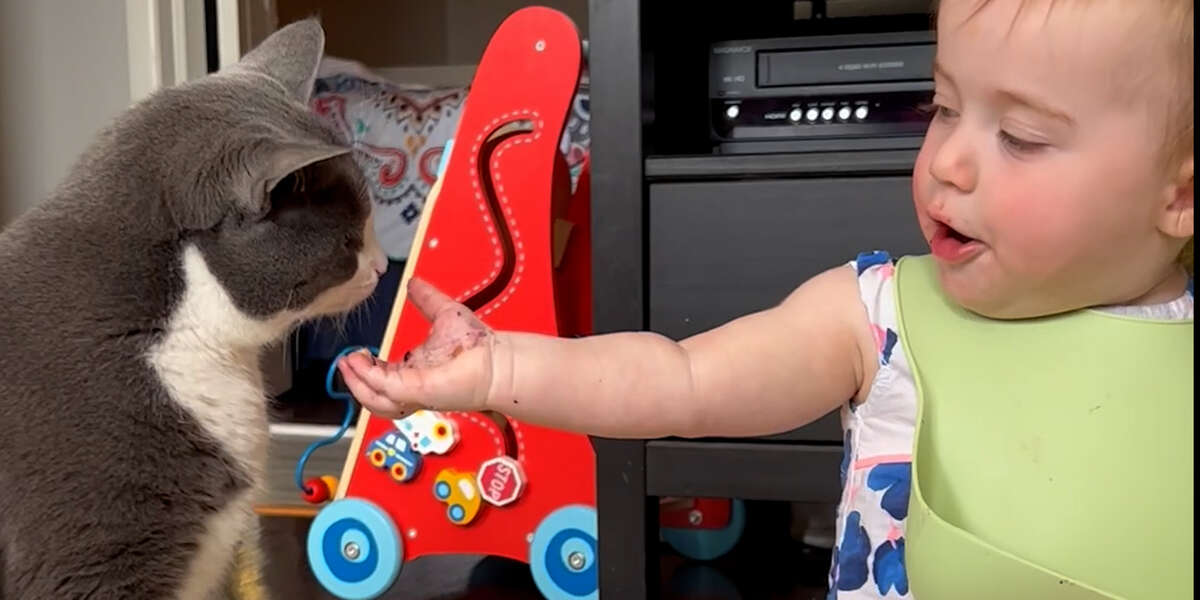 Cat Who Only Loves Dad Gets A Baby Sister - Videos - The Dodo