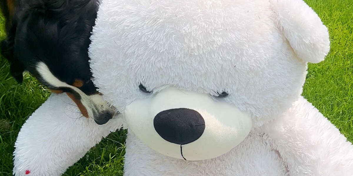 Dog Gets A Huge Surprise And LOVES It - Videos - The Dodo